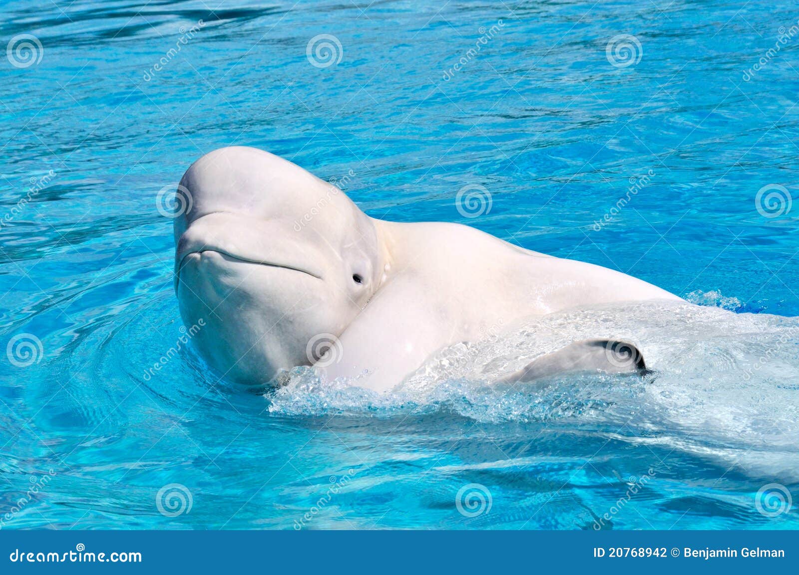 Witte walvis stock foto. Image of dieren, macht, oceaan - 20768942