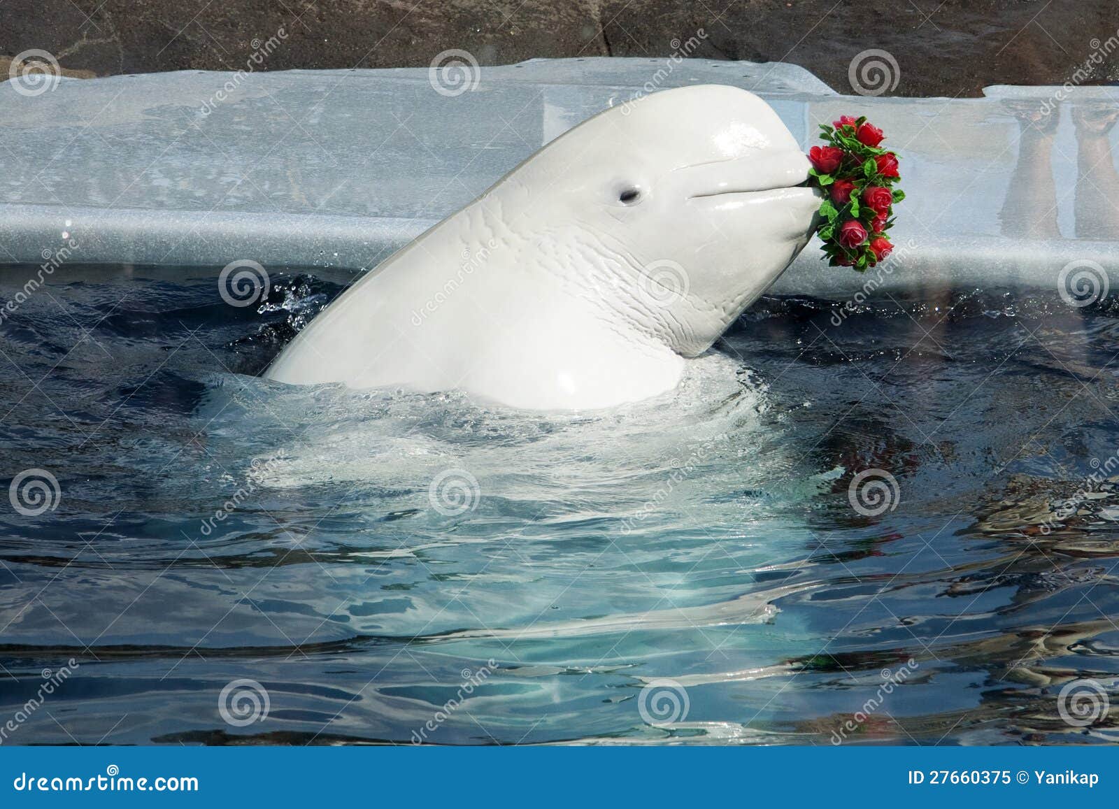 Witte walvis stock afbeelding. Image of zoogdieren, mond - 27660375
