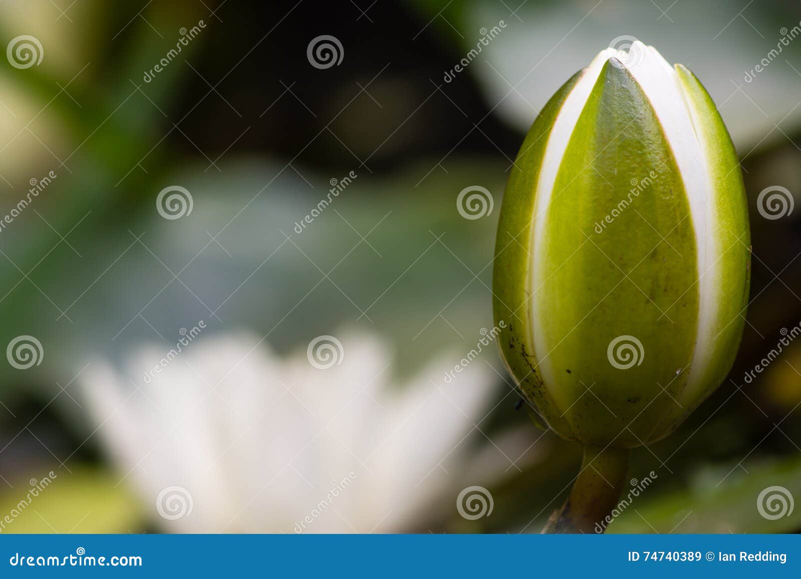 Witte Waterlelie (alba Nymphaea) Knop Stock Afbeelding - Image of ...