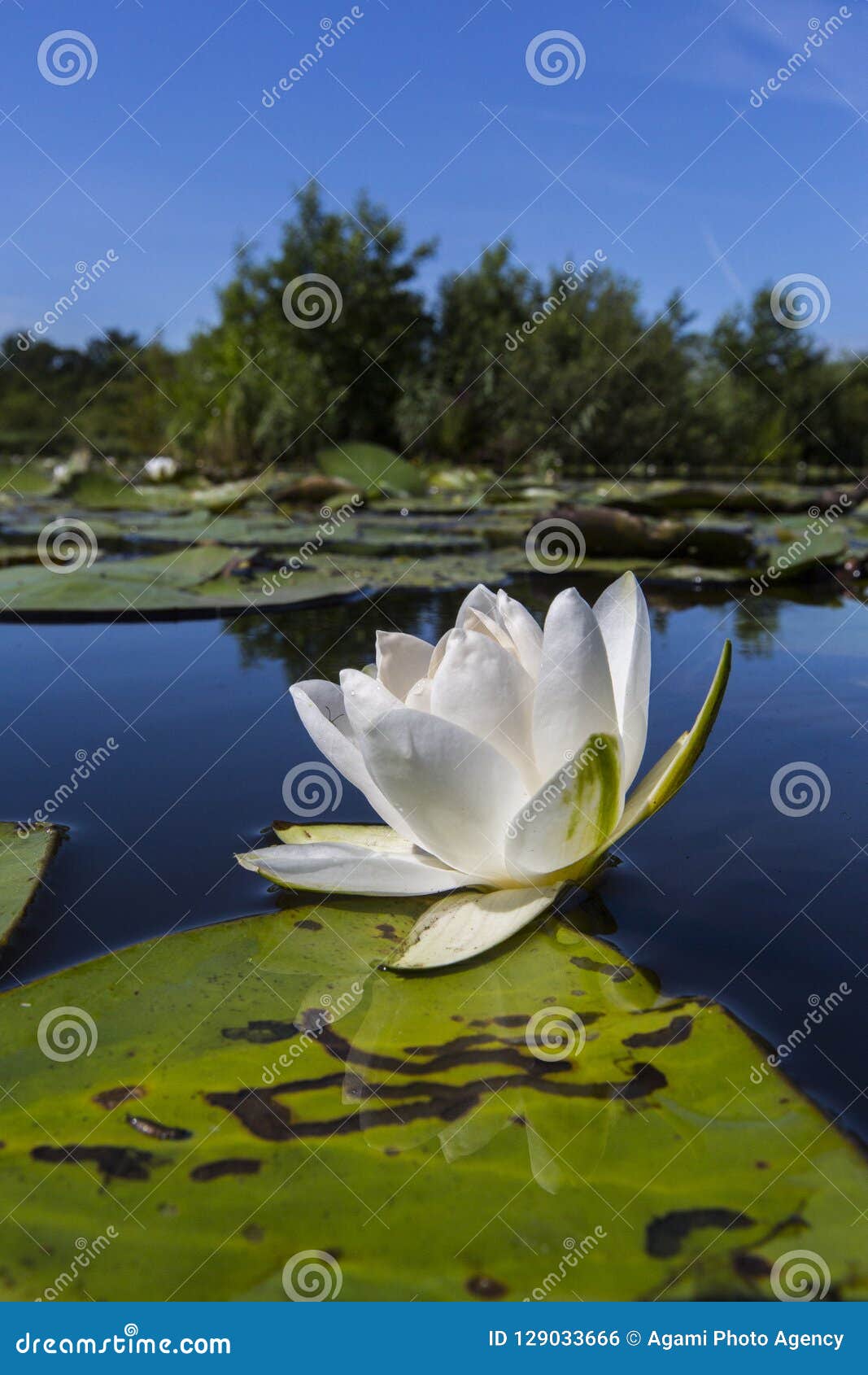 Witte Waterlelie, White Water-lily, Nymphaea Alba Stock Photo - Image ...
