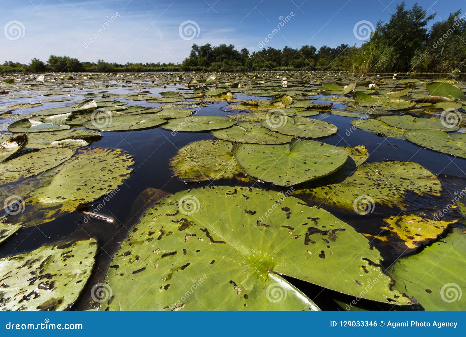 Witte Waterlelie, White Water-lily, Nymphaea Alba Stock Photo - Image ...
