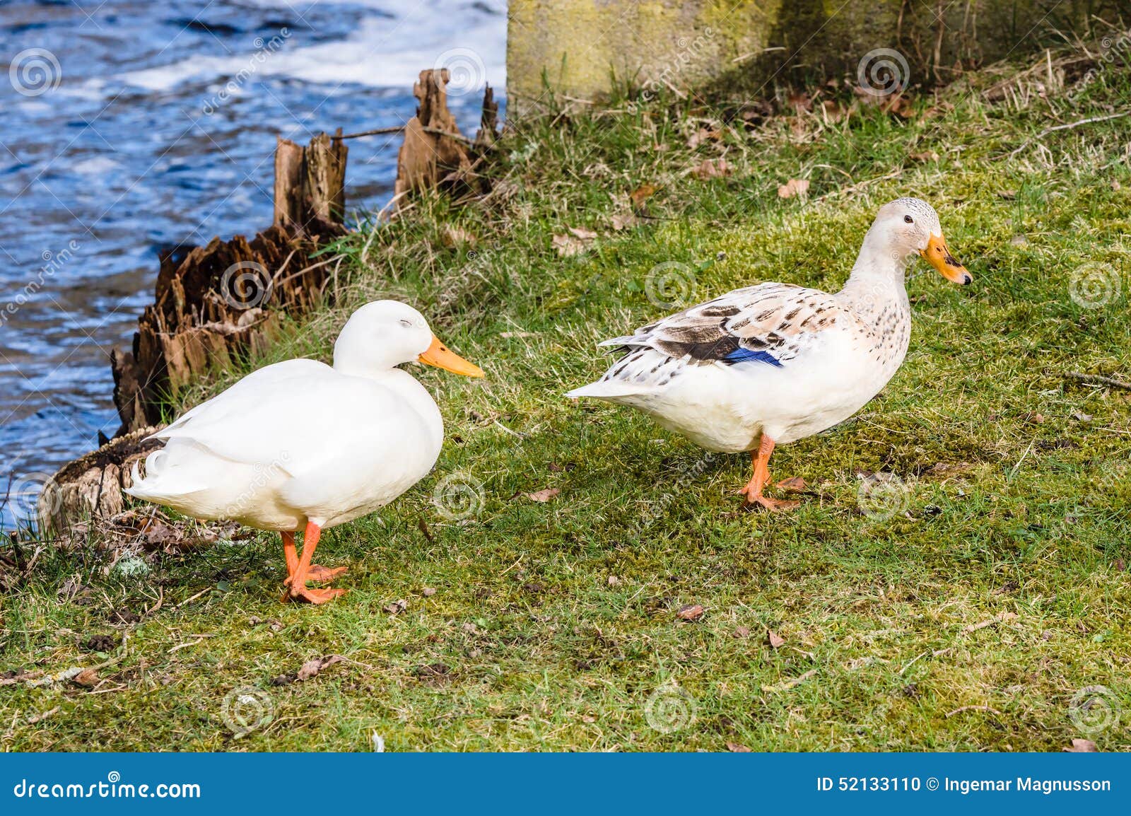 Witte Wilde eenden stock foto. Image of sinaasappel, openlucht - 52133110