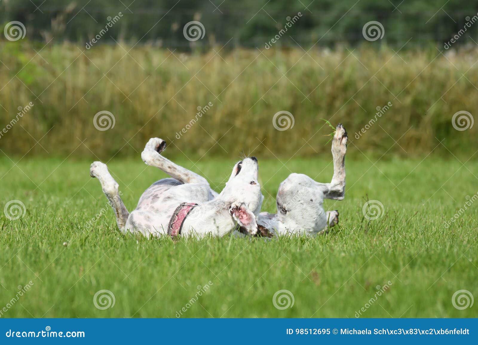 Witte Windhond Die Rond in Het Gras Rollen Stock Afbeelding - Image of ...