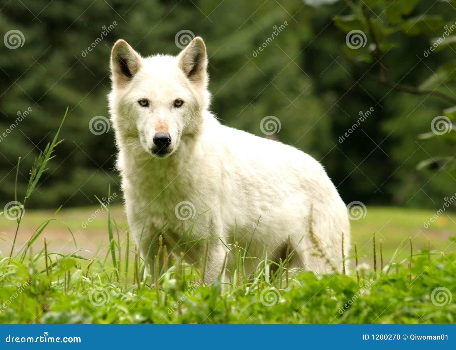 Witte Wolf stock foto. Image of vleesetend, waakzaam, oren - 1200270
