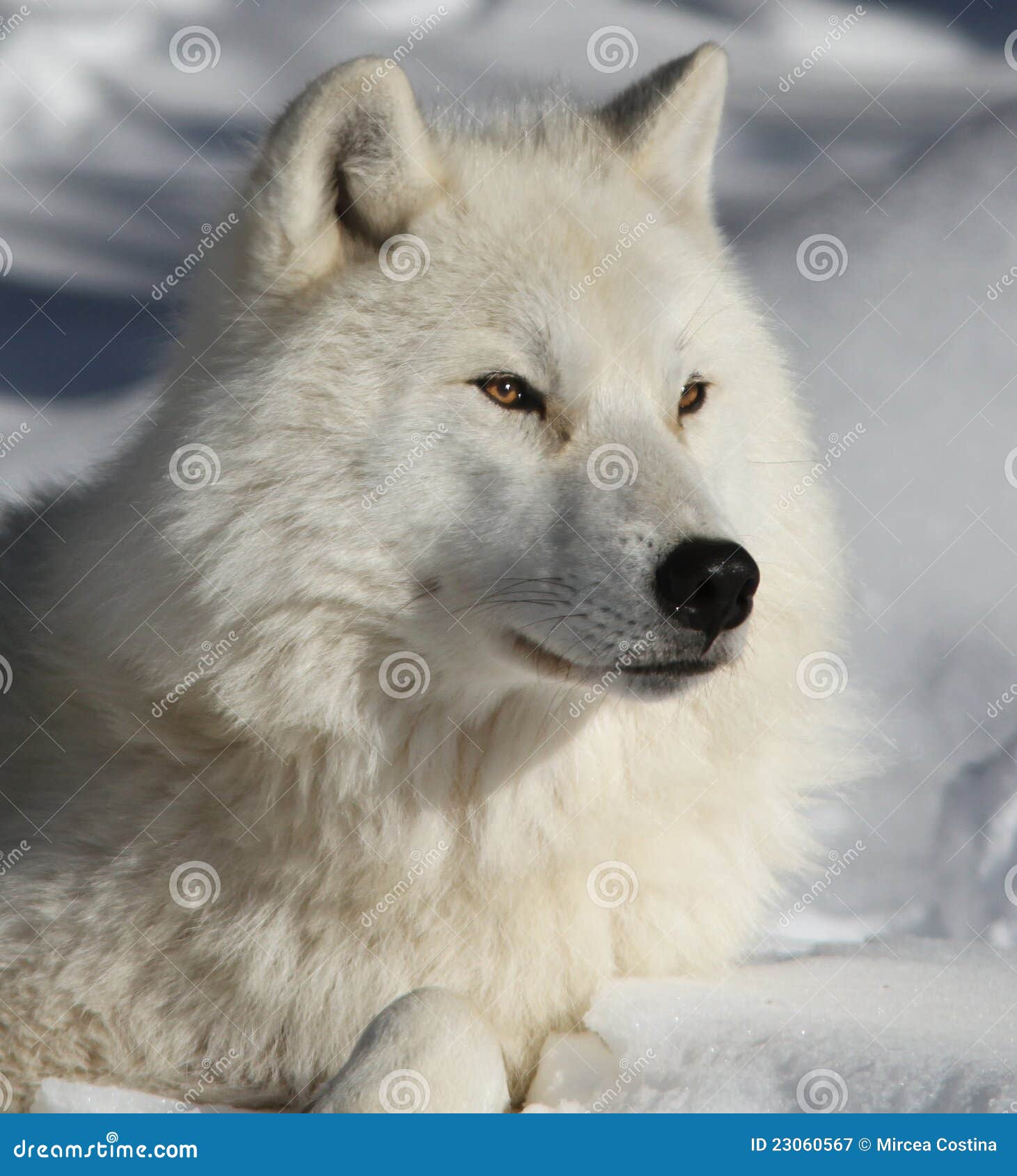 Witte wolf stock afbeelding. Image of groen, haar, snuit - 23060567