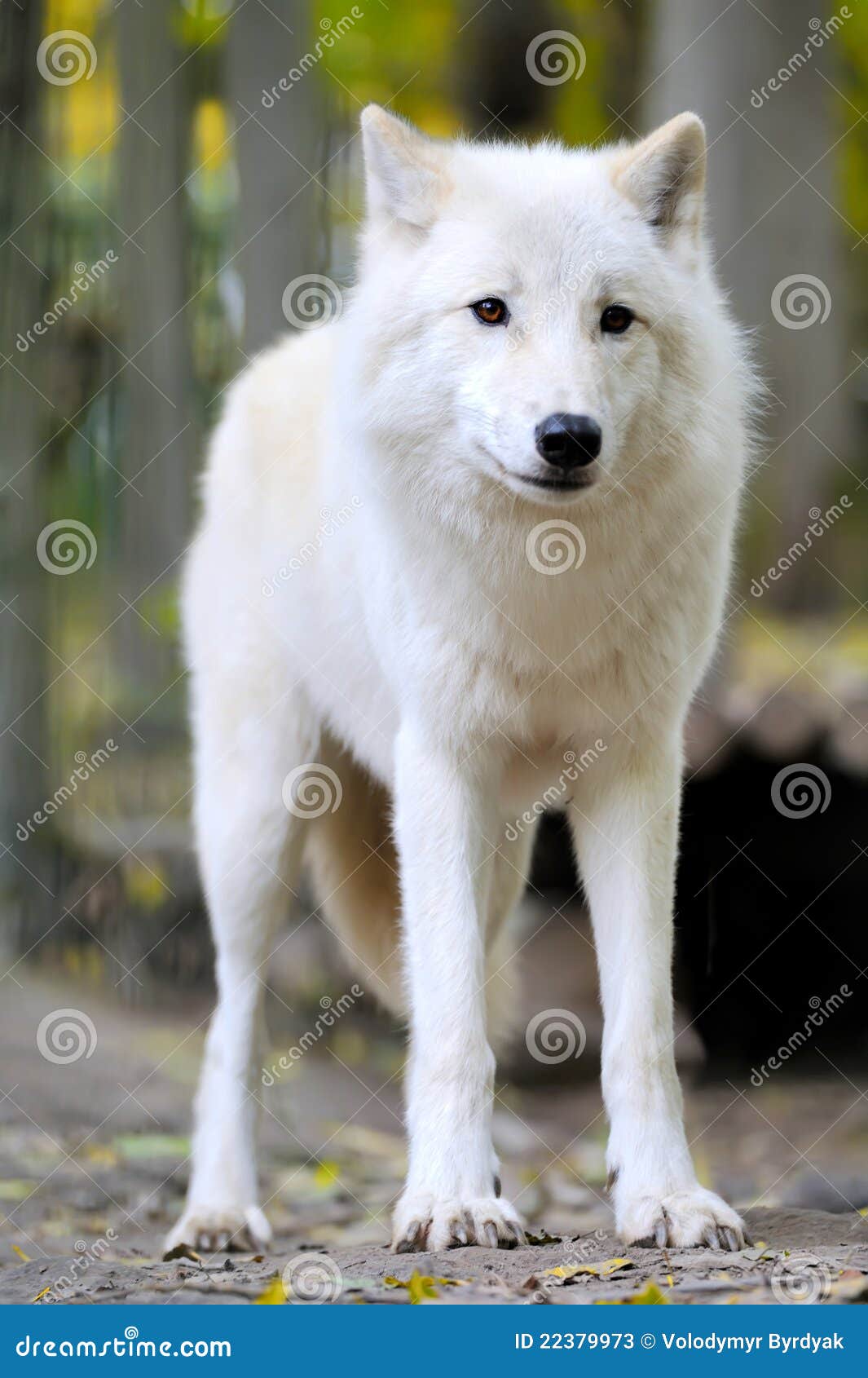 Geheel Witte Wolfshond Diamond Painting | Indianen Meisje Met Witte