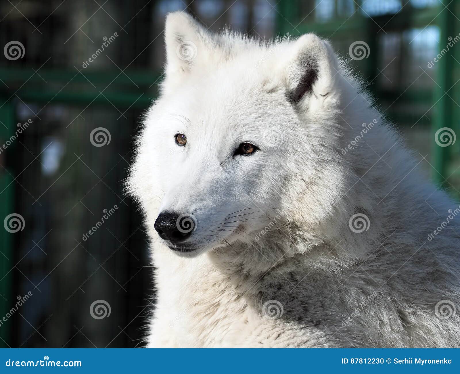 Witte Wolf Die Bij Het Sneeuwclose-up Leggen Stock Foto - Image of mooi ...