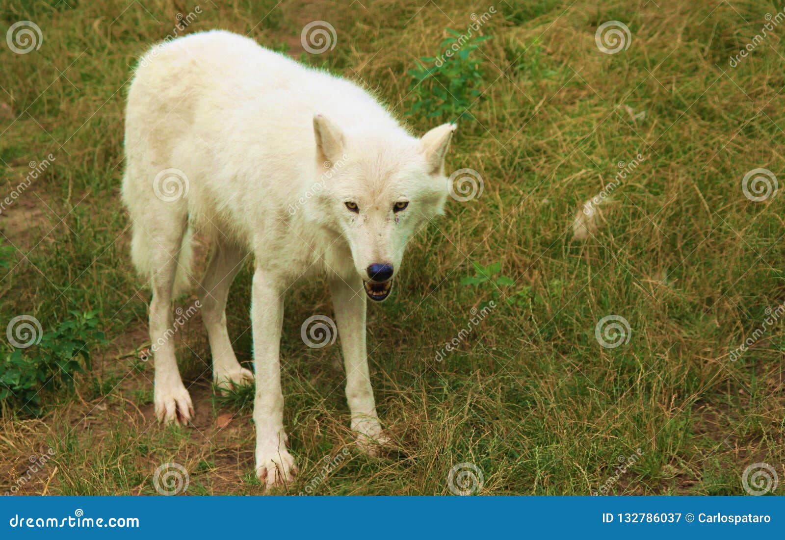 Witte Wolf Die Camera Bekijken Stock Afbeelding - Image of wolfszweer ...