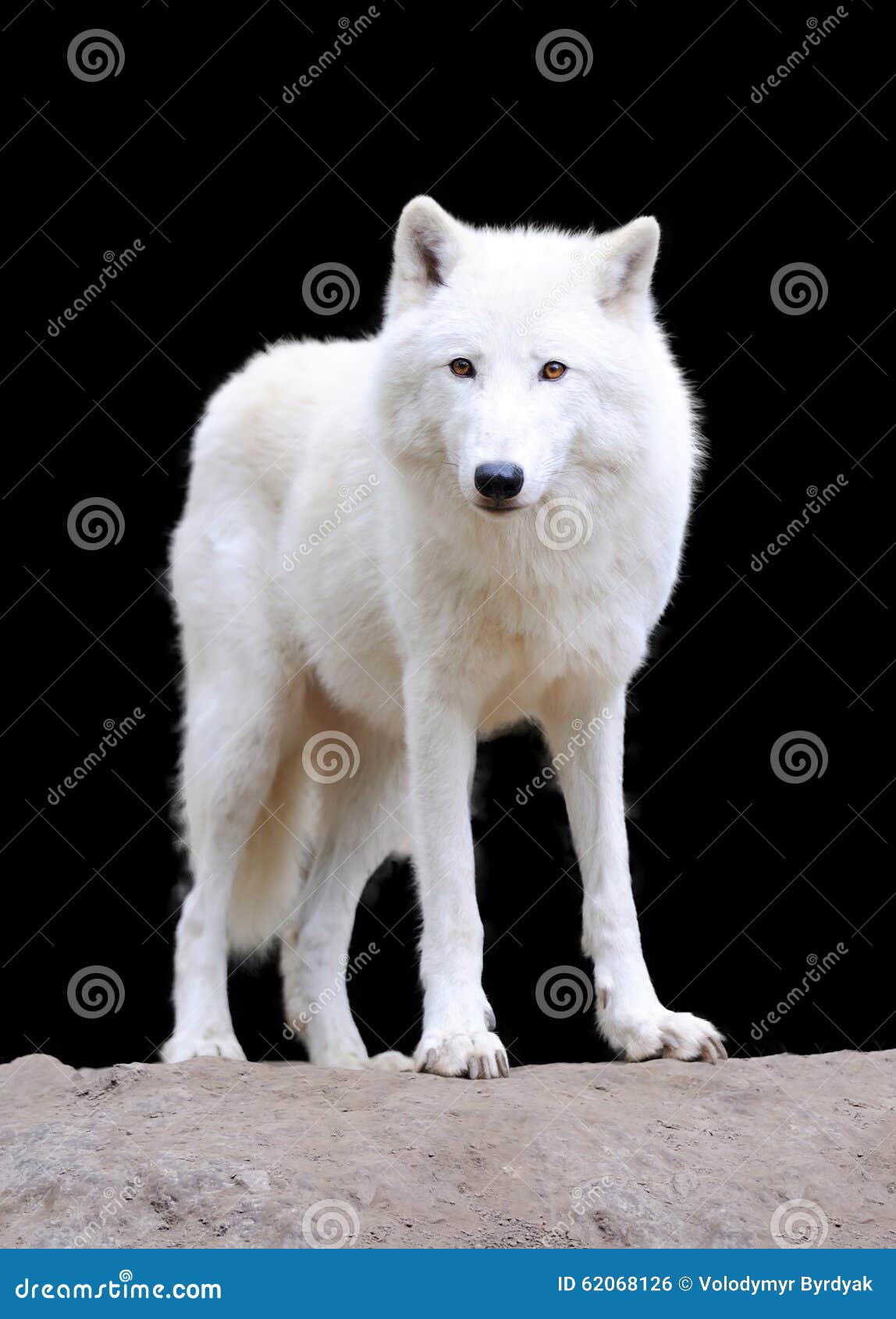 Witte Wolf Op Donkere Achtergrond Stock Foto - Image of woest, grijs ...