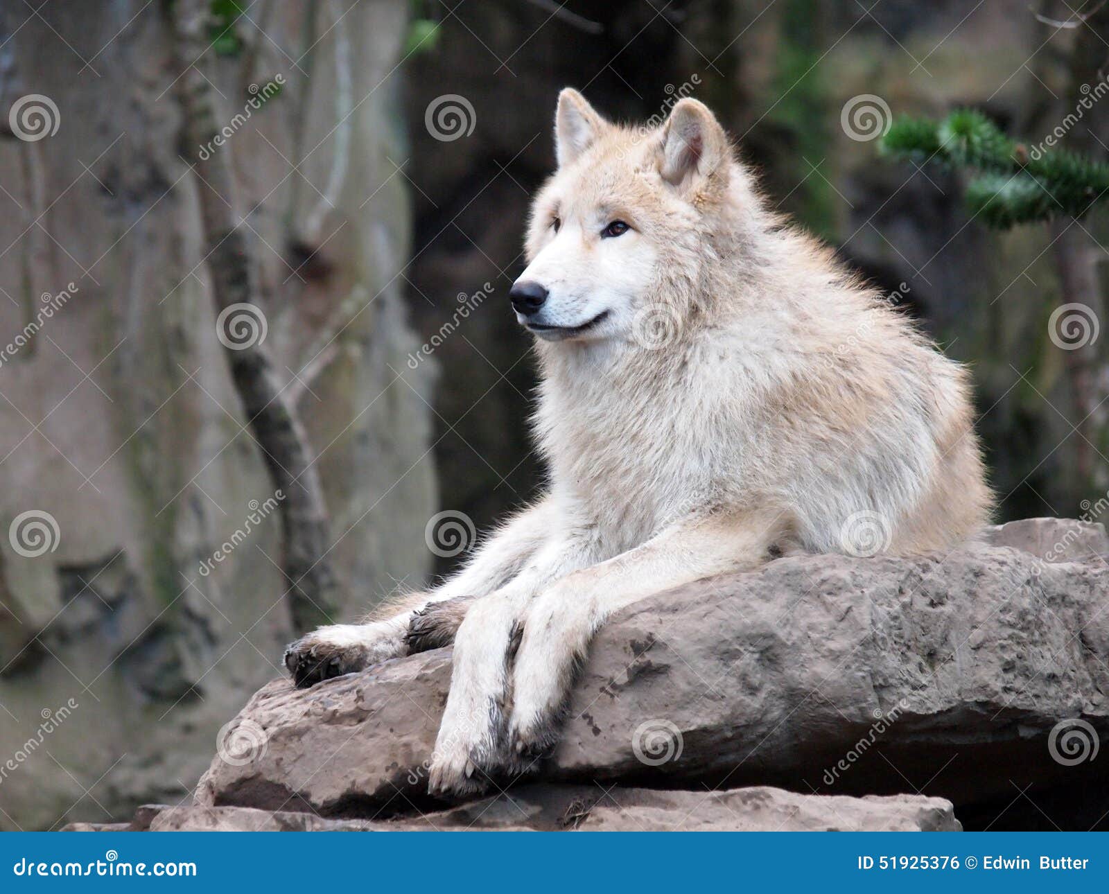 Witte Wolf op steen stock foto. Image of dier, nave, geïsoleerd - 51925376