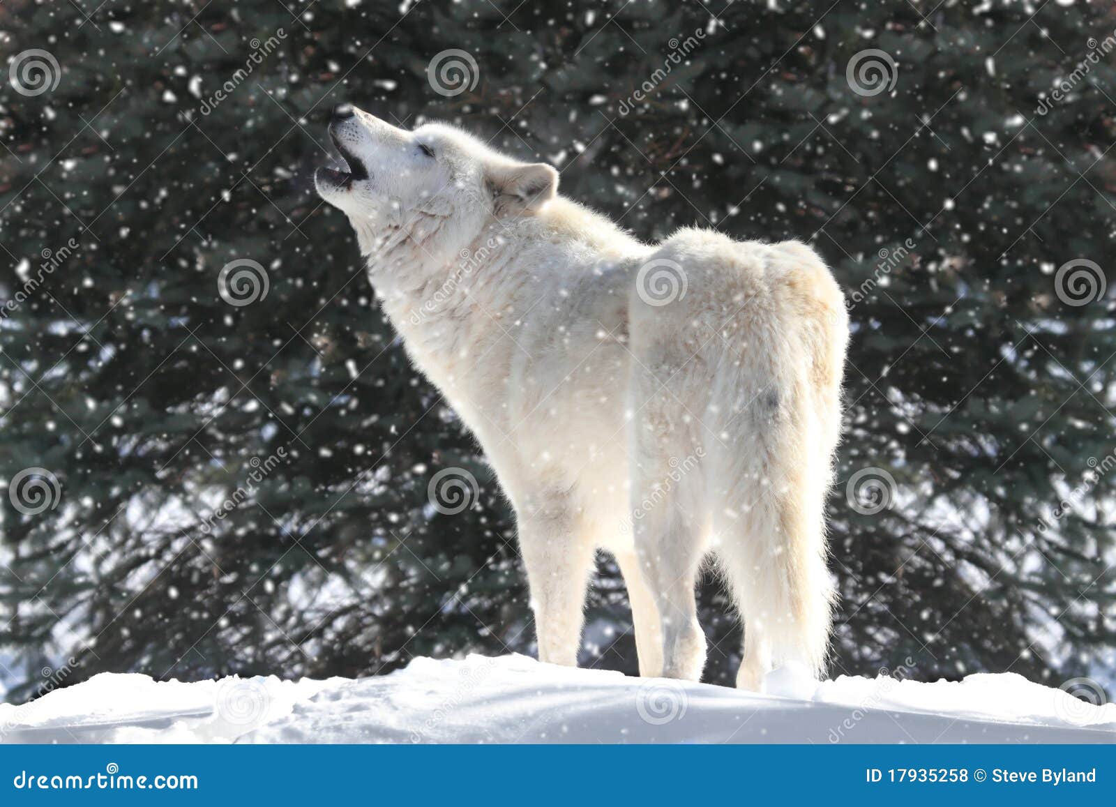 Witte Wolf in Sneeuw stock foto. Image of wolfszweer - 17935258