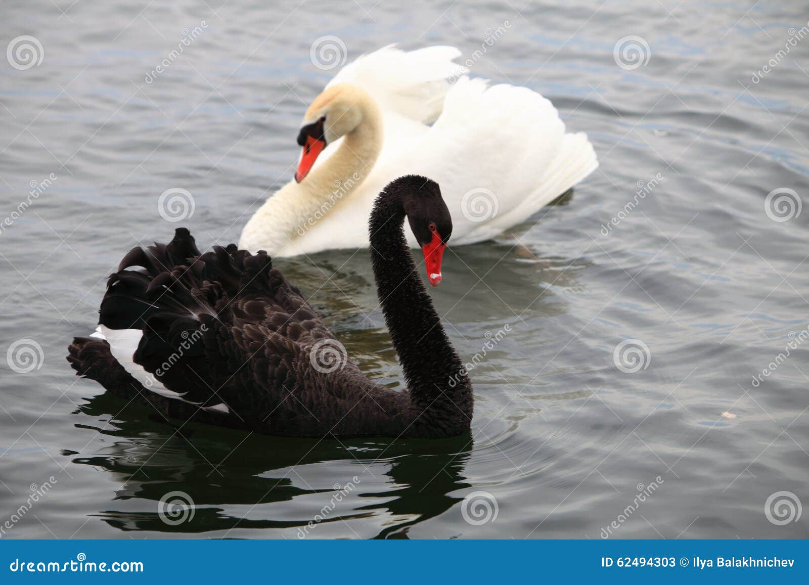Zwarte Zwaan Vogel Behang Behang Kraanvogels Zwart En Beige