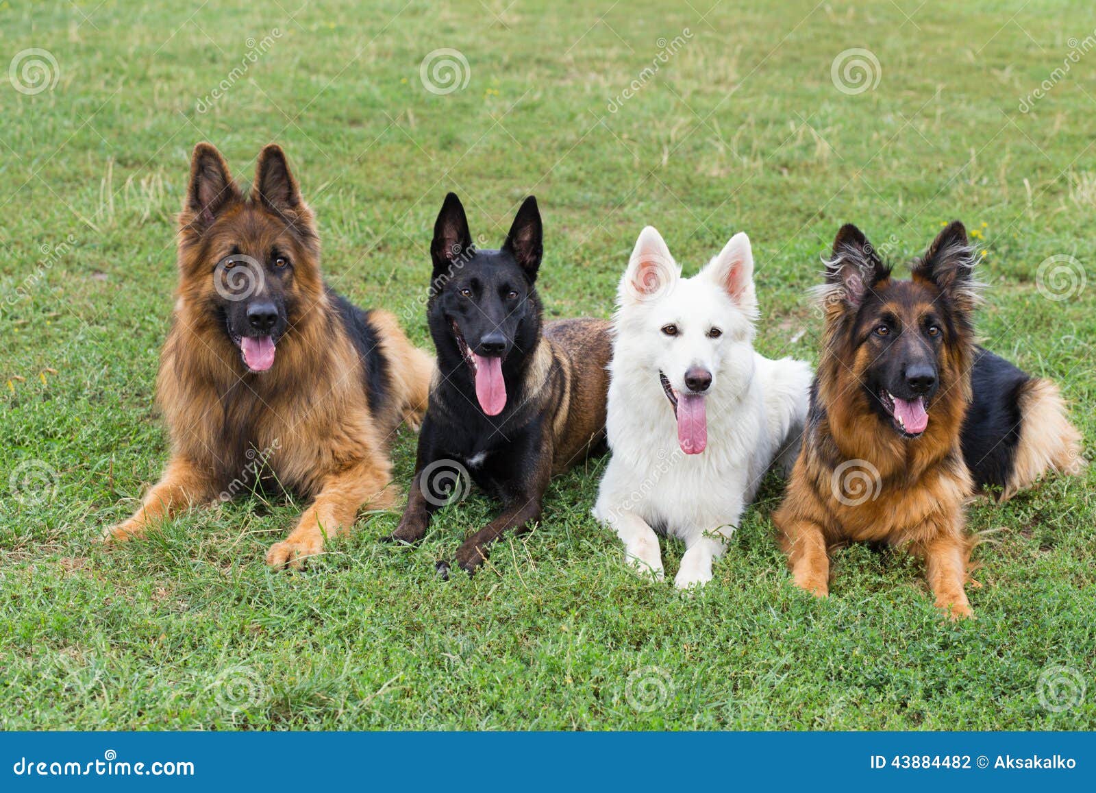 Witte Zwitser En Duitse Herders Stock Foto - Image of veelvoudig ...
