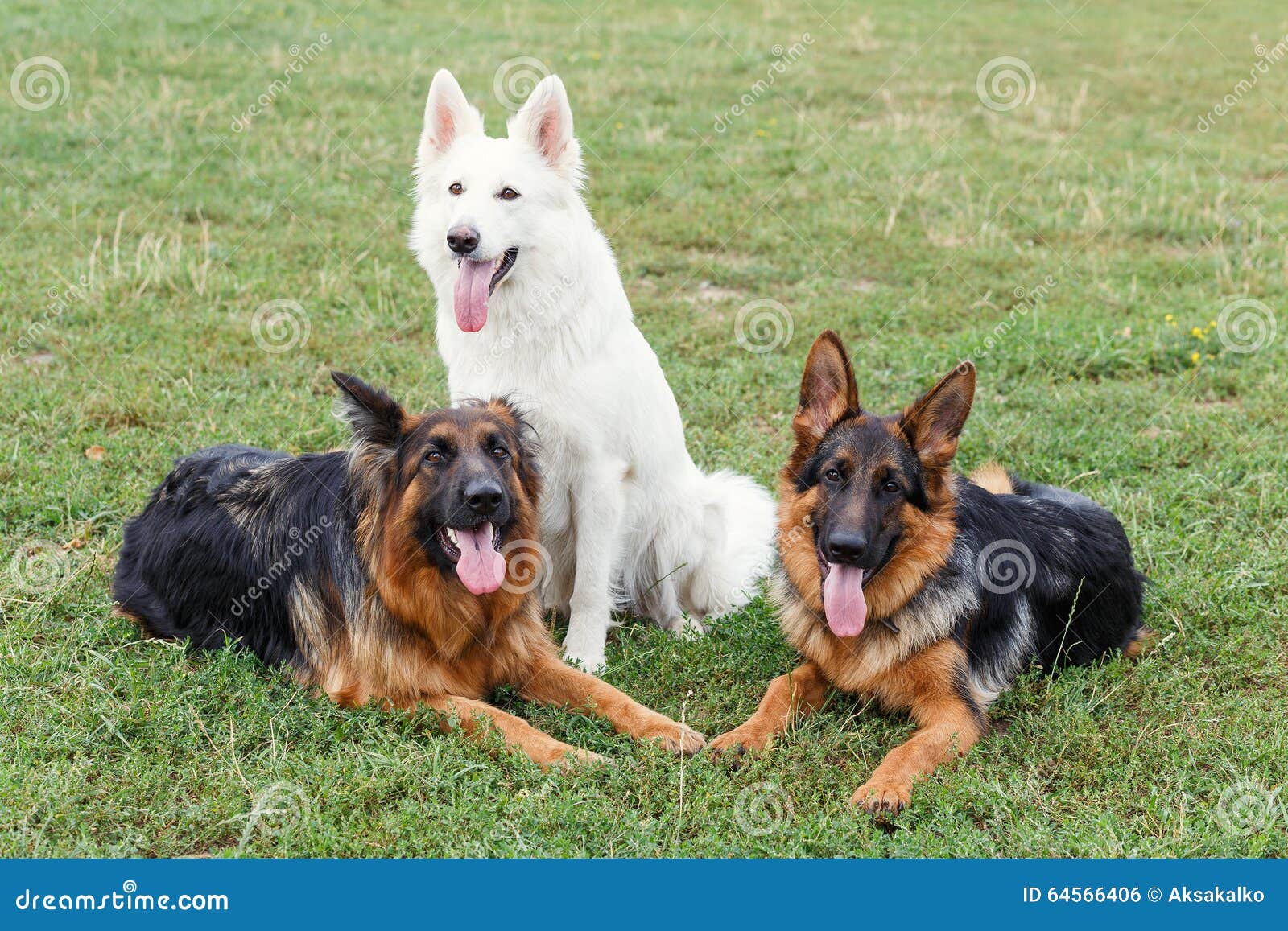 Witte Zwitser En Duitse Herders Stock Foto - Image of groen, loyaal ...