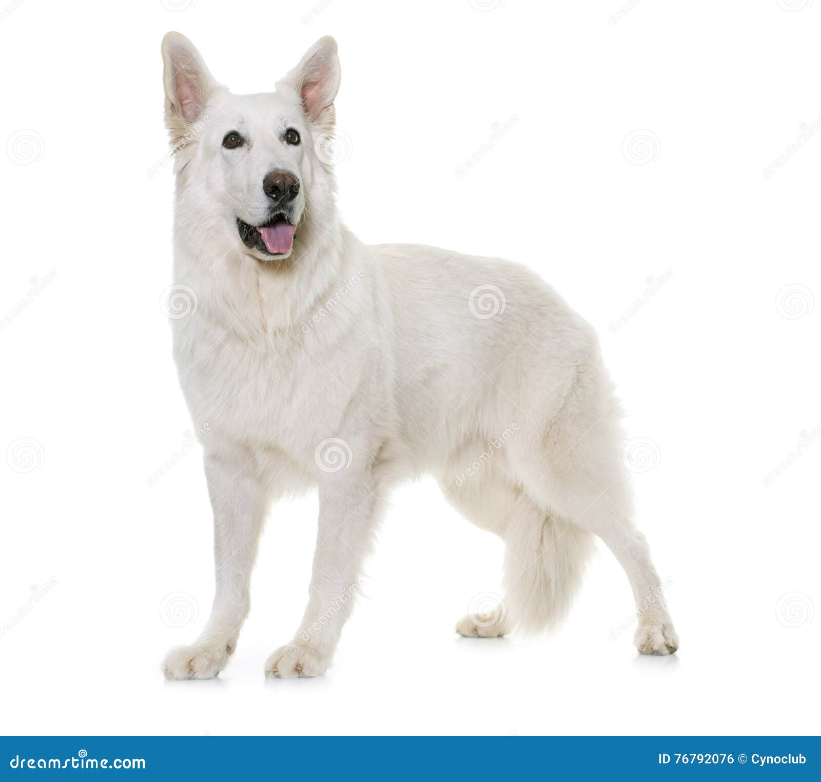 Witte Zwitserse Herder stock foto. Image of studio, herder - 76792076