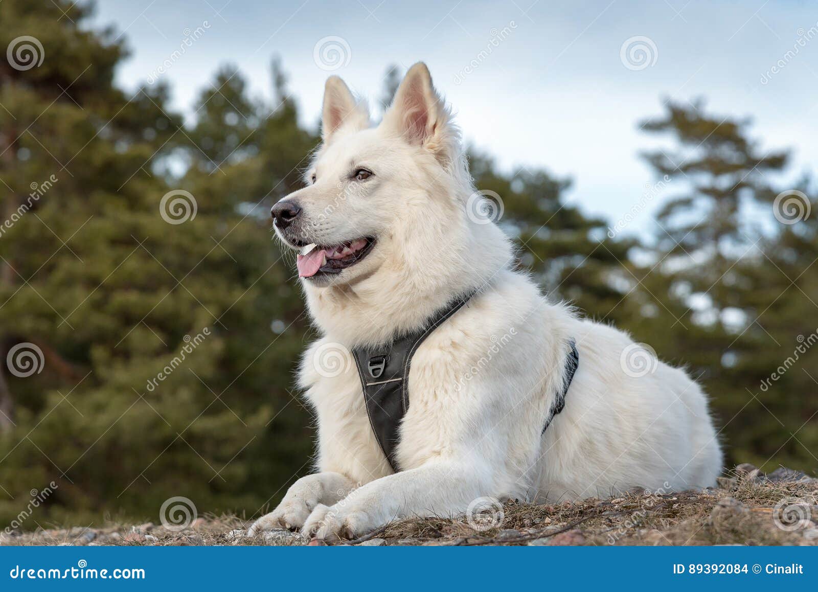 Witte Zwitserse Herder stock foto. Image of leugen, hond - 89392084