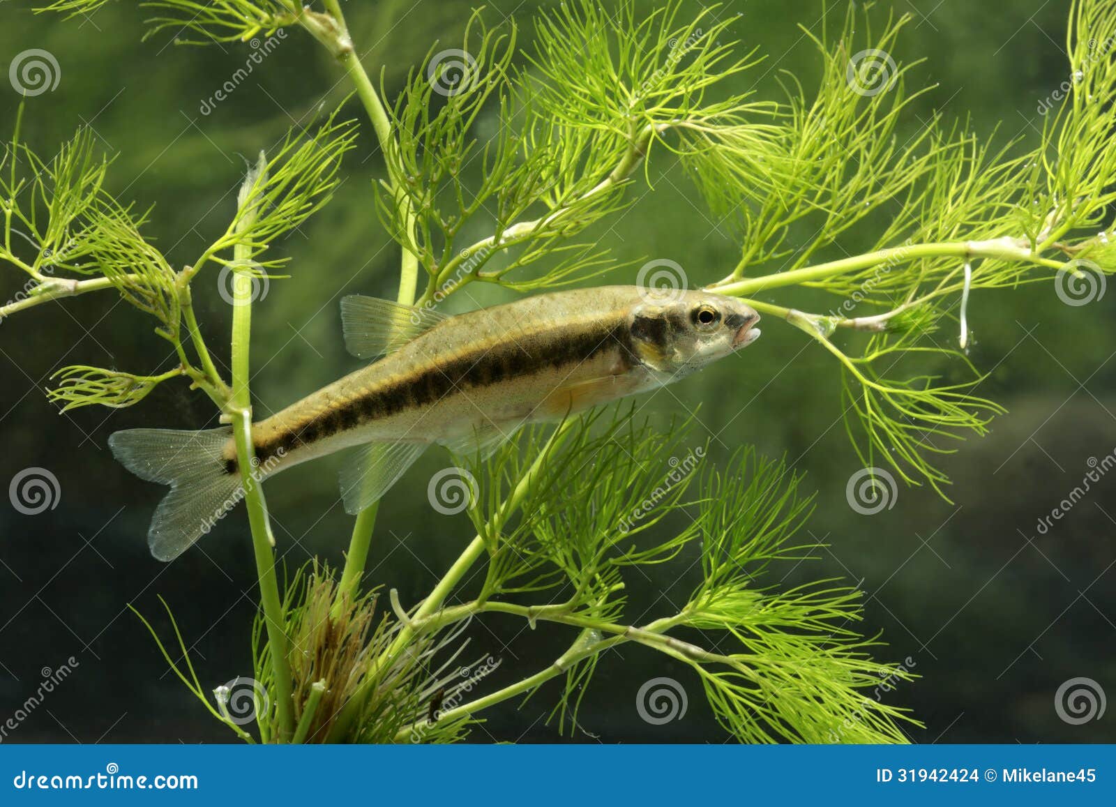 Witvis, Phoxinus Phoxinus stock foto. Image of rivier - 31942424