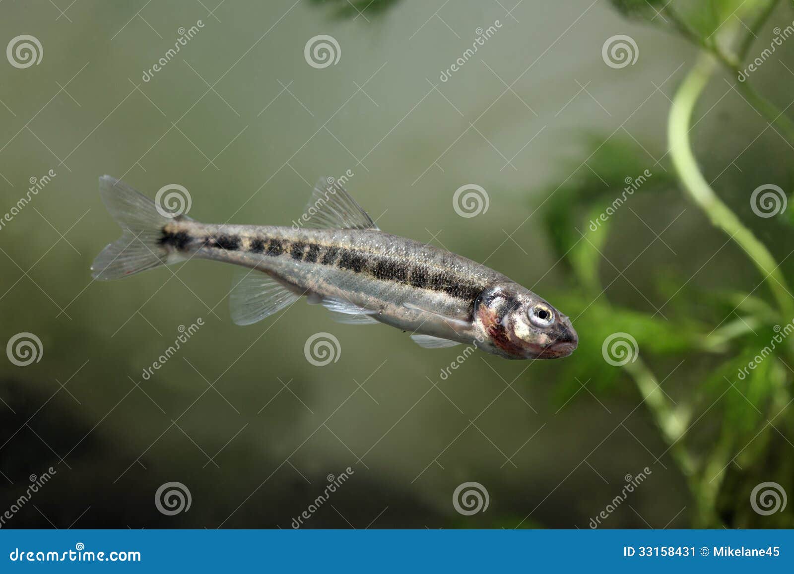 Witvis, Phoxinus Phoxinus stock afbeelding. Image of nave - 33158431