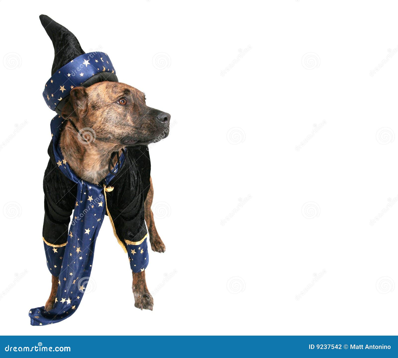 Wizard dog stock photo. Image of canine, friendly, breeds - 9237542