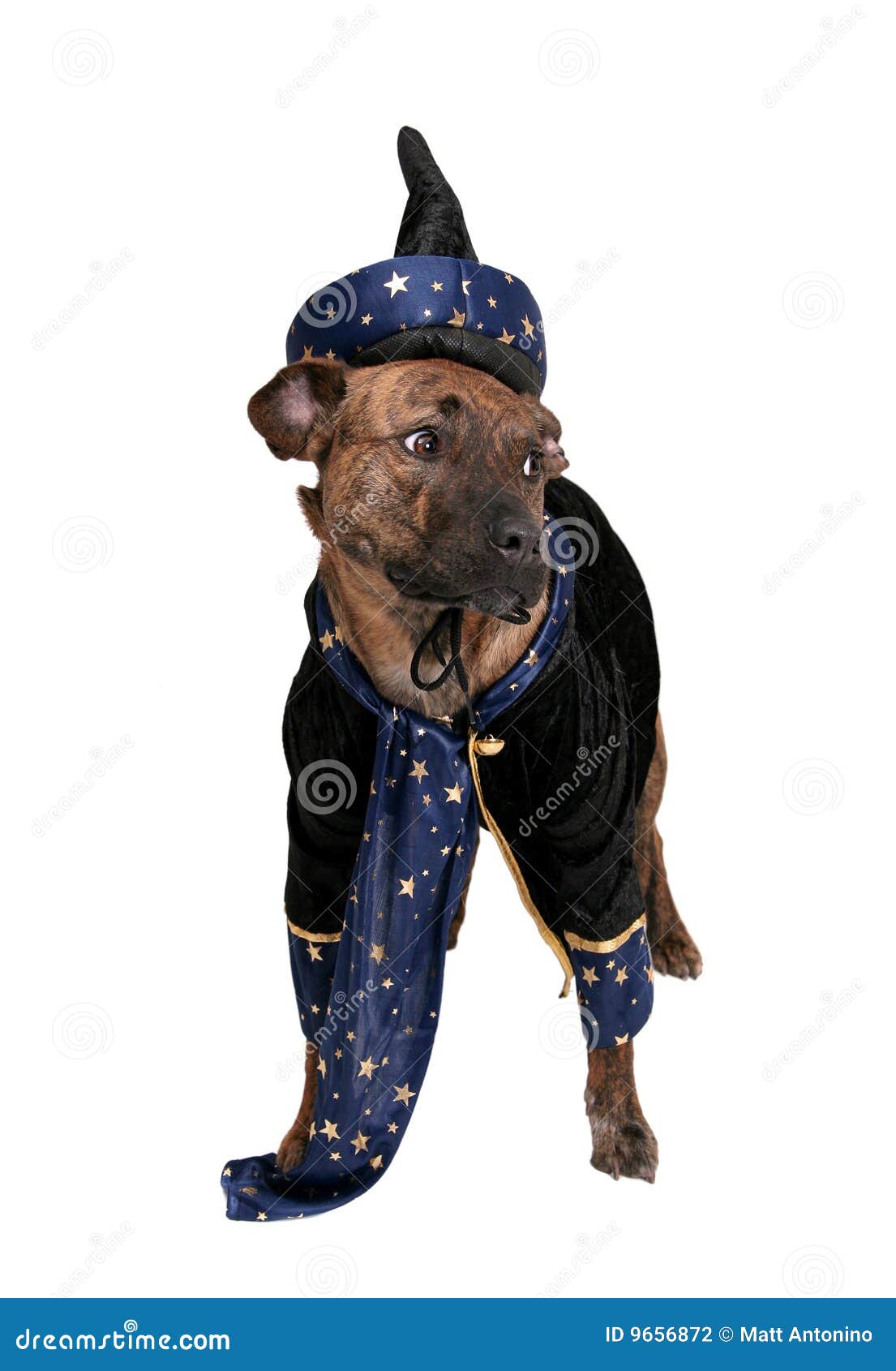 Wizard dog stock photo. Image of face, breed, friend, black - 9656872