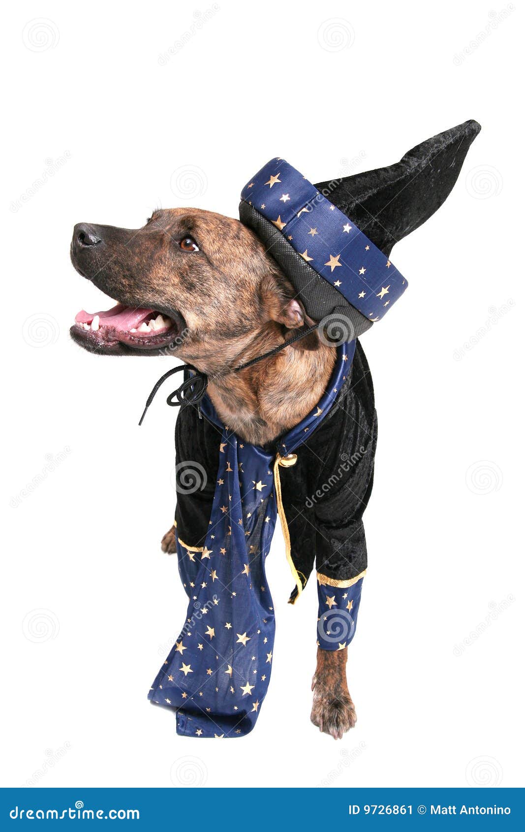 Wizard dog stock image. Image of breeds, cute, animal - 9726861