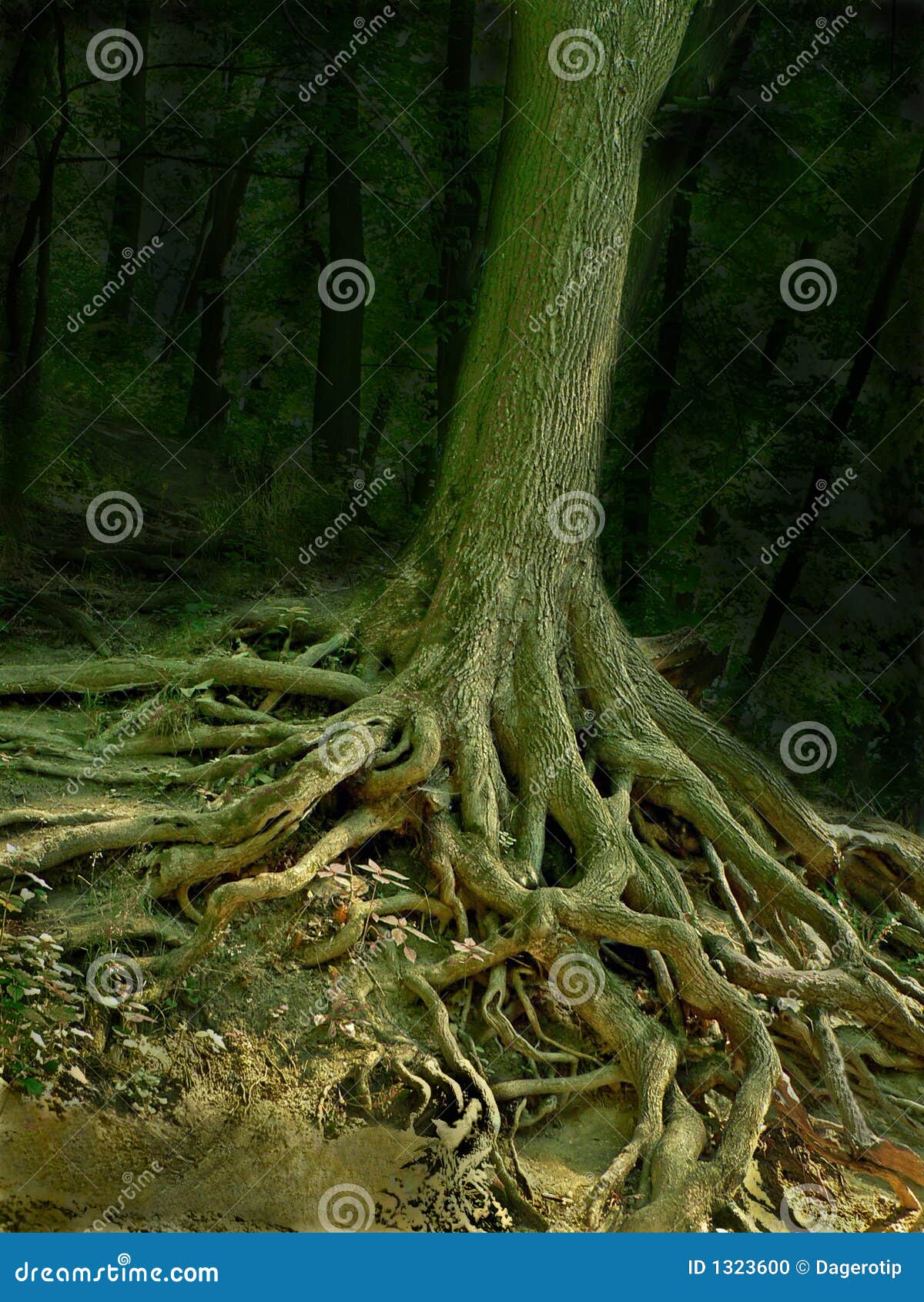 Wizard tree with roots stock photo. Image of tree, ancient - 1323600