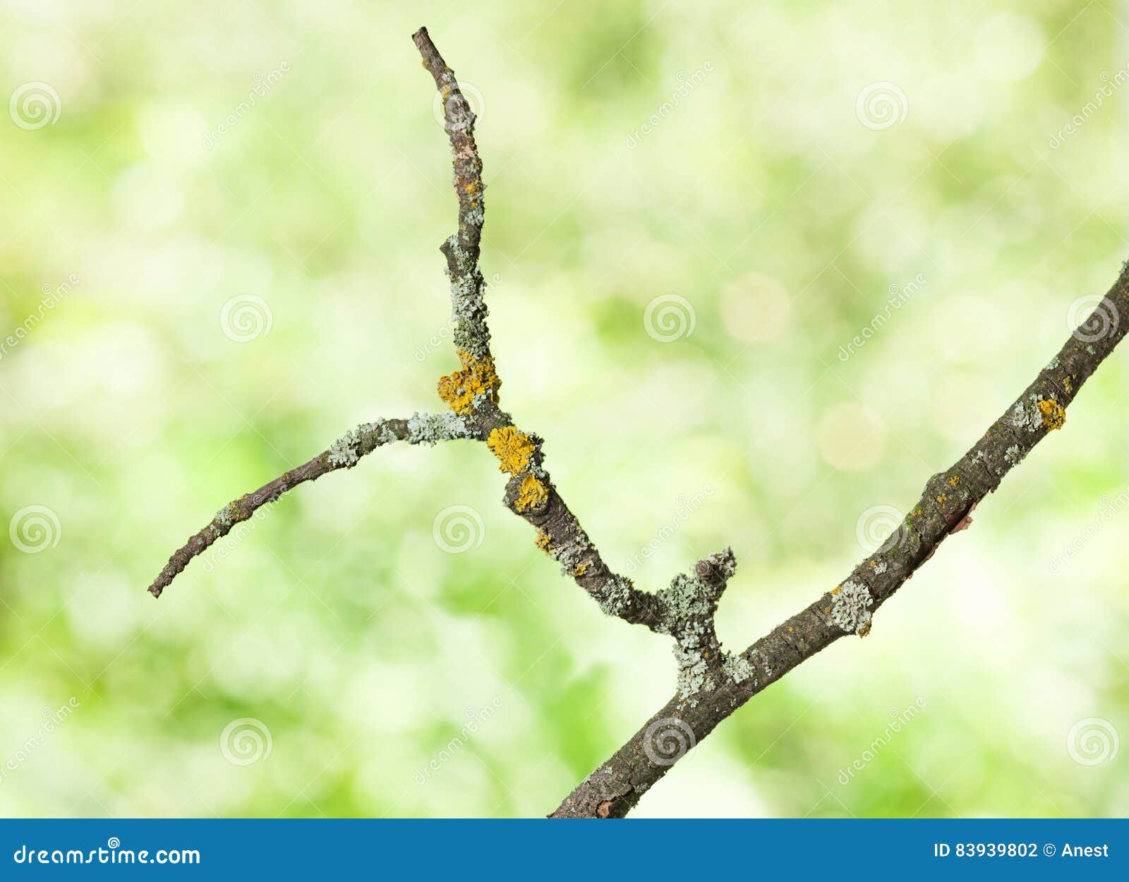 Wizen twig stock photo. Image of bough, branch, rind - 83939802