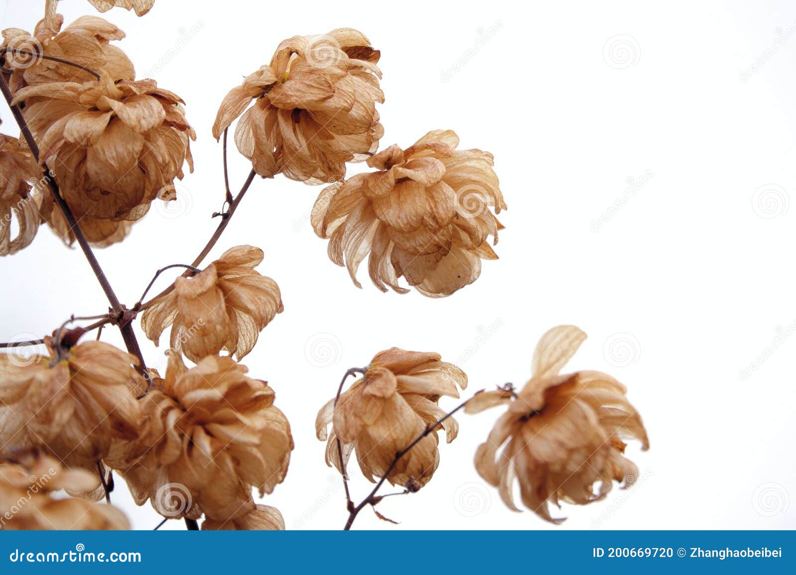 Wizened Humulus lupulus stock photo. Image of lupulus - 200669720