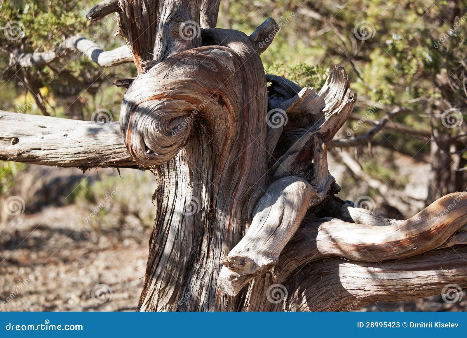 Wizened old tree trunk stock image. Image of summer, drought - 28995423