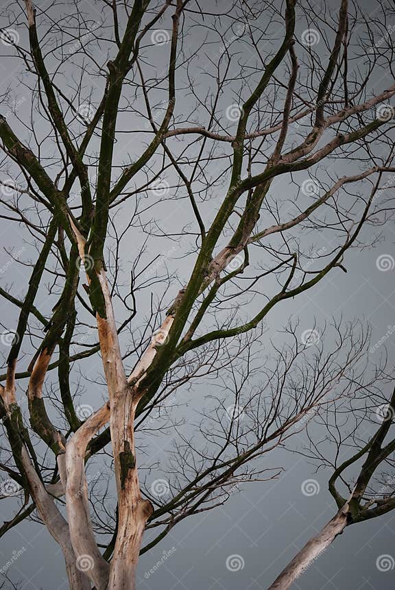 Wizened Tree stock photo. Image of environment, stem - 28913208