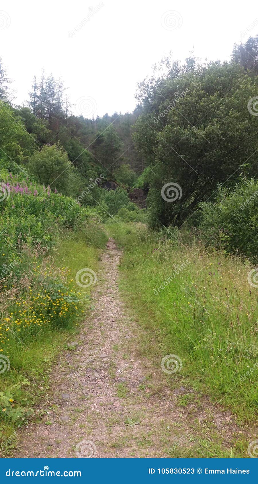 Wking the crooked path stock image. Image of path, nature - 105830523