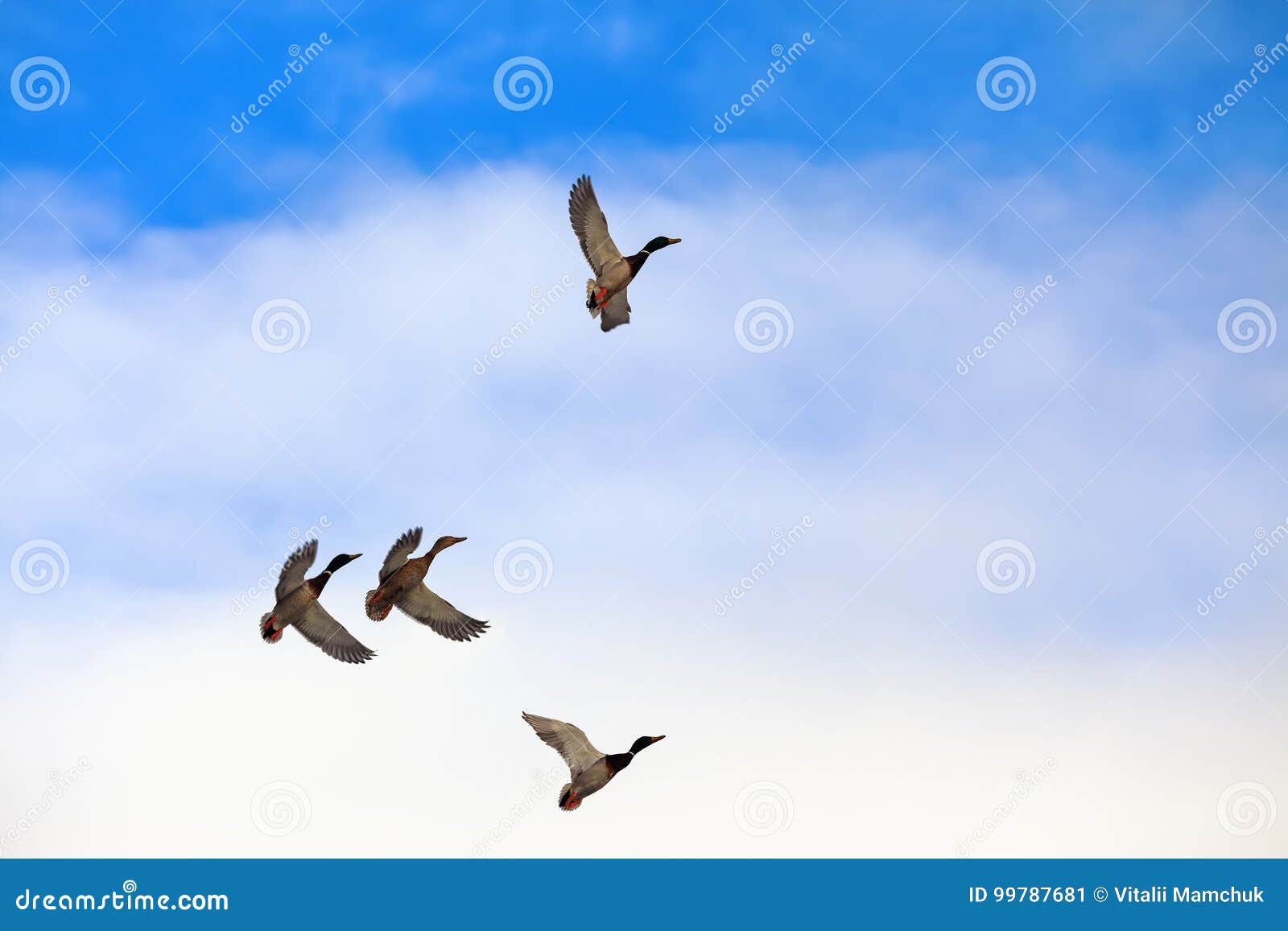 Wld Ducks are Flying High in the Blue Sky. Stock Image - Image of ...