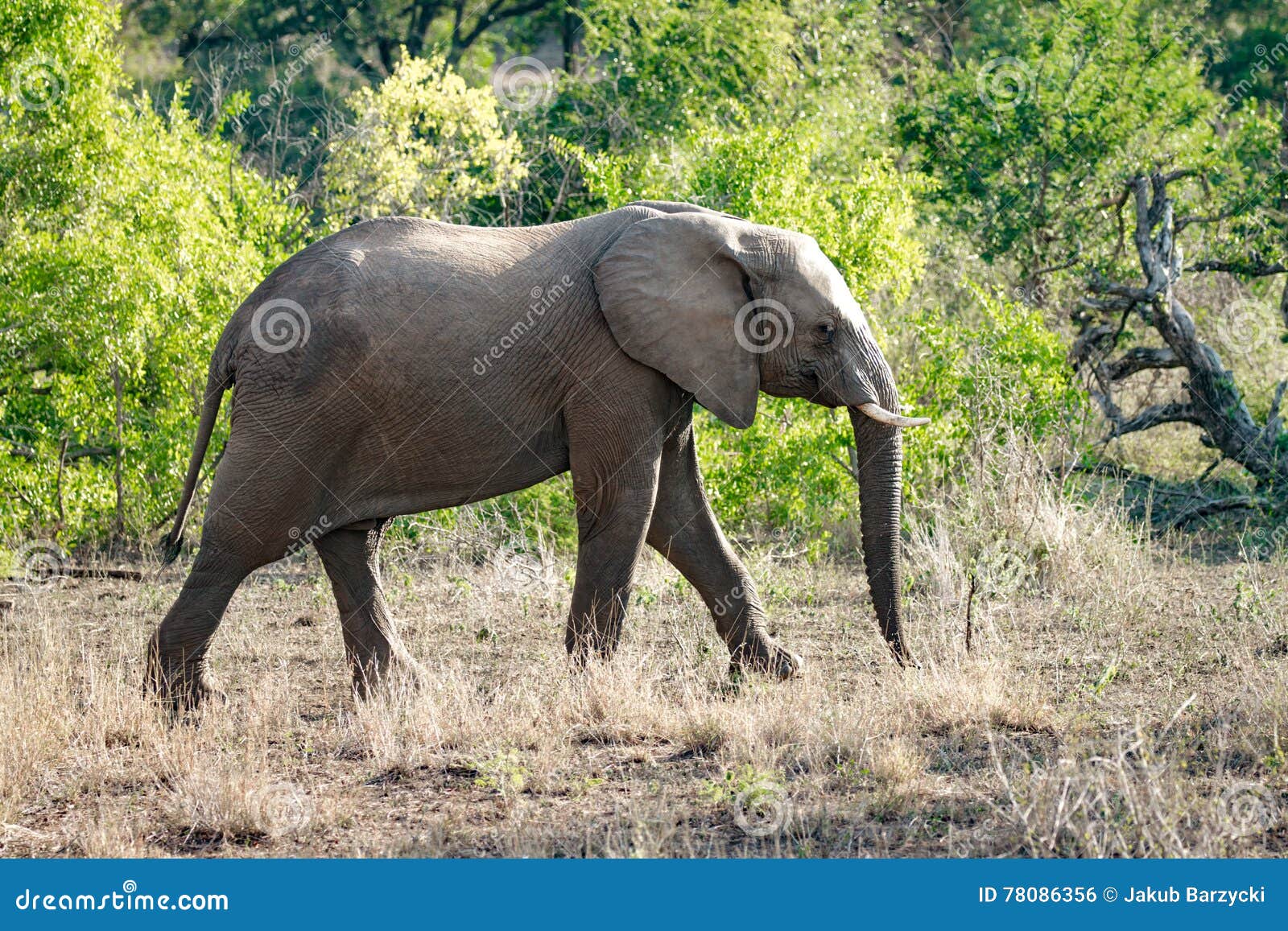 Wlid african elephant stock photo. Image of wildlife - 78086356