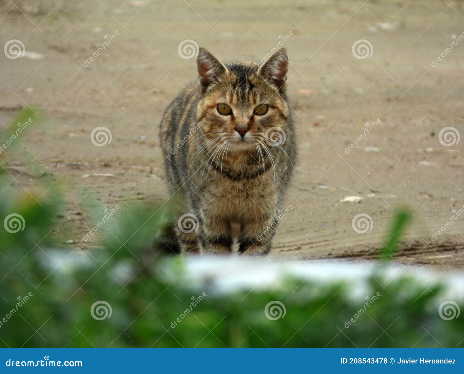 Wlid cat stock photo. Image of show, wildcat, green - 208543478