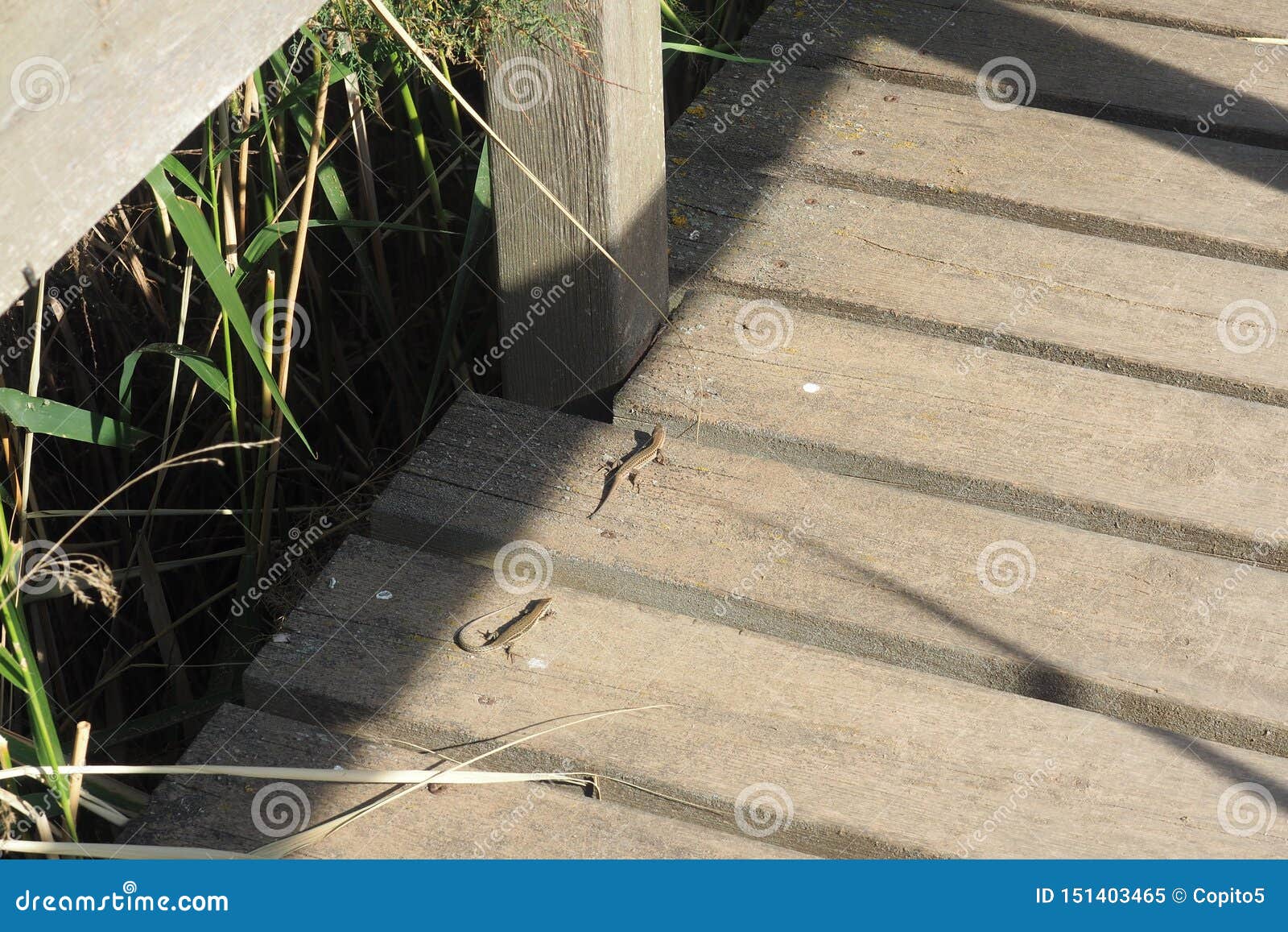 Wo Hispanic Lizards in the Step of Mader, Lerida Stock Image - Image of ...