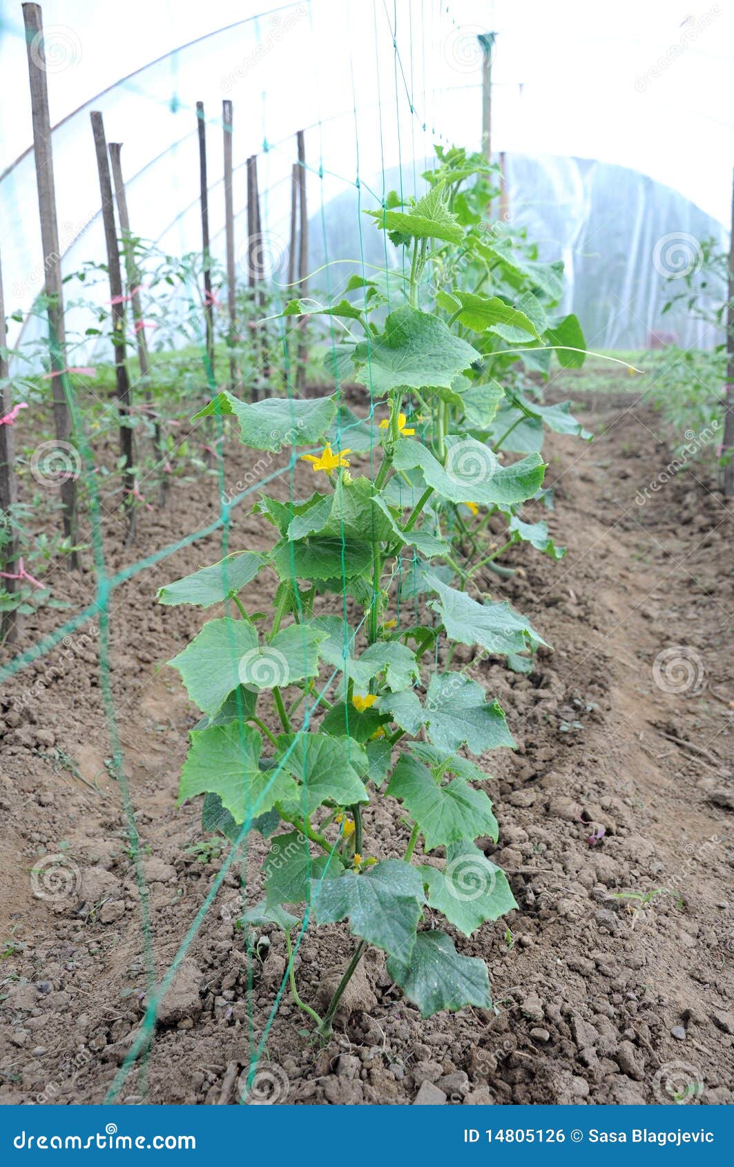 Wo lines of cucumber stock photo. Image of garden, vegetables - 14805126