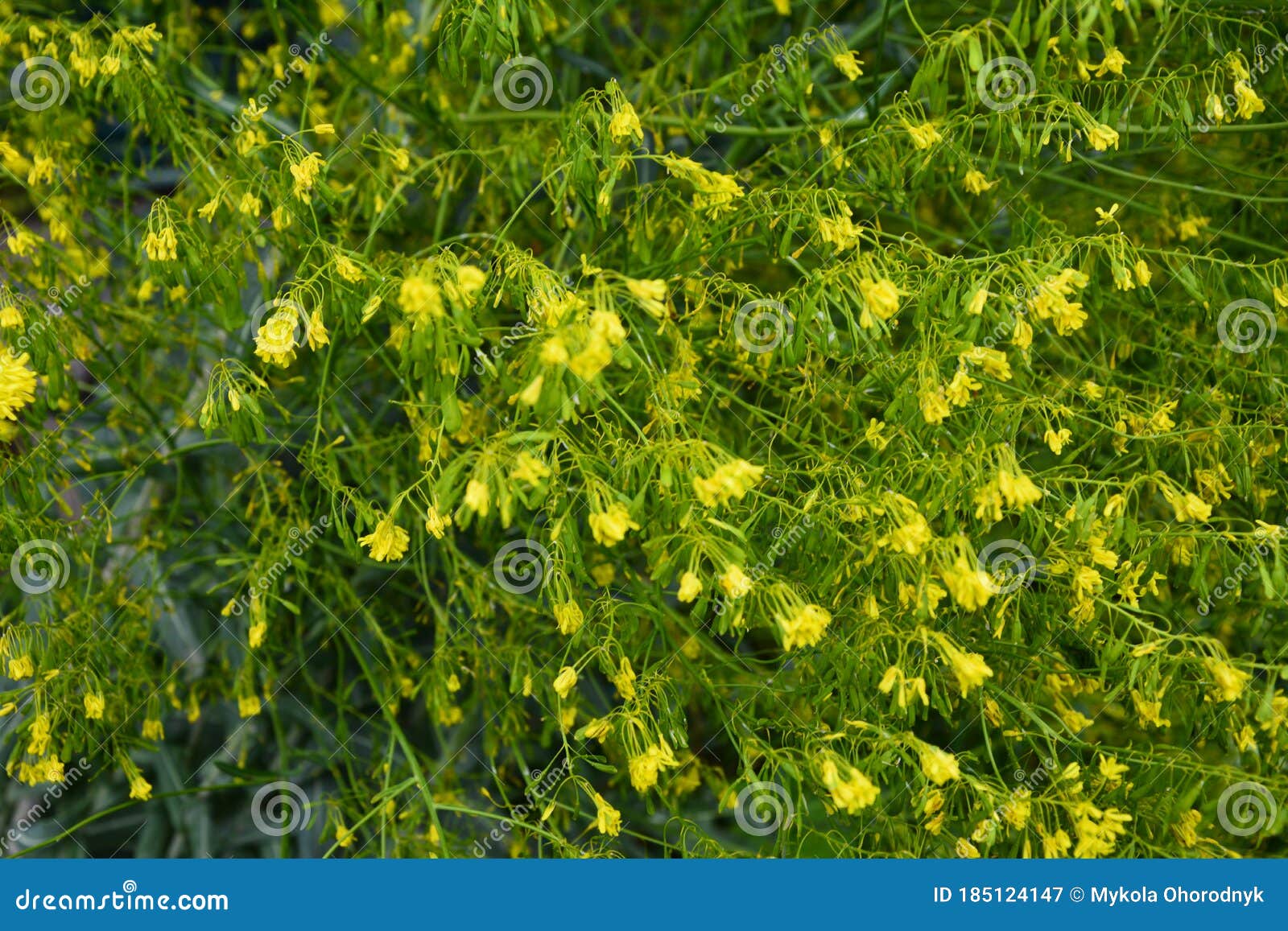 Woad in Flower Isatis Tinctoria Known Also As Dyer`s Woad or Glastum ...