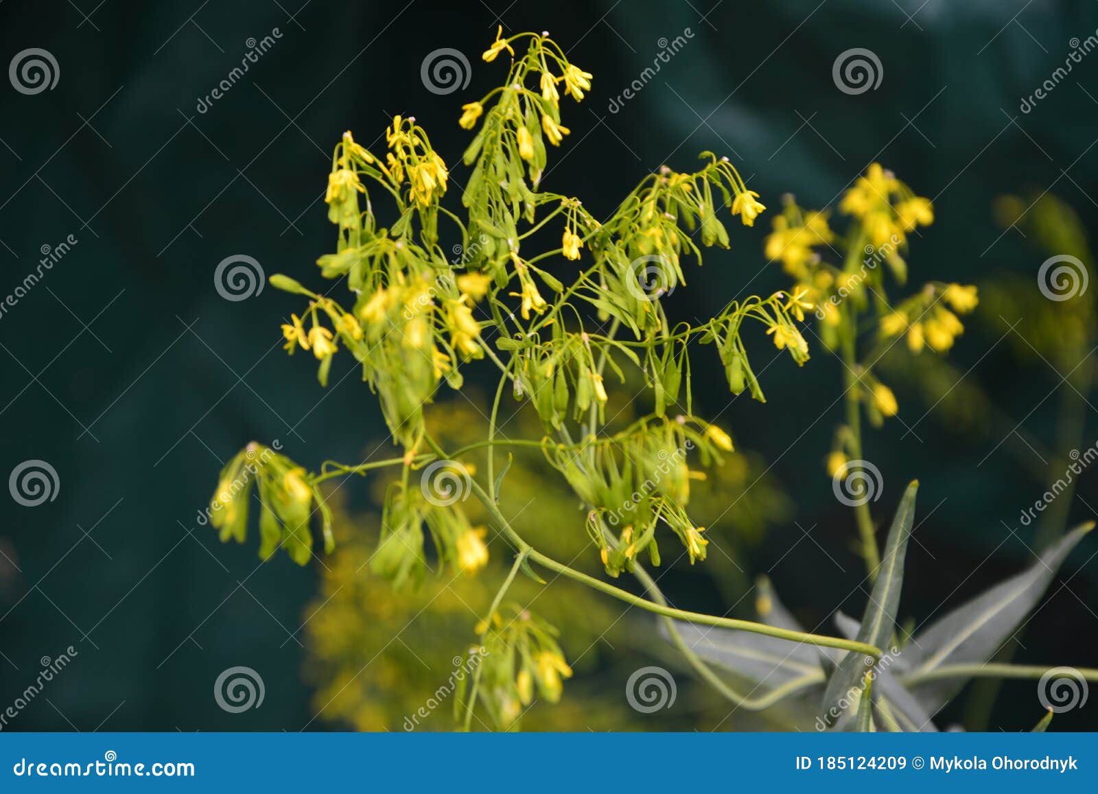 Woad in Flower Isatis Tinctoria Known Also As Dyer`s Woad or Glastum ...