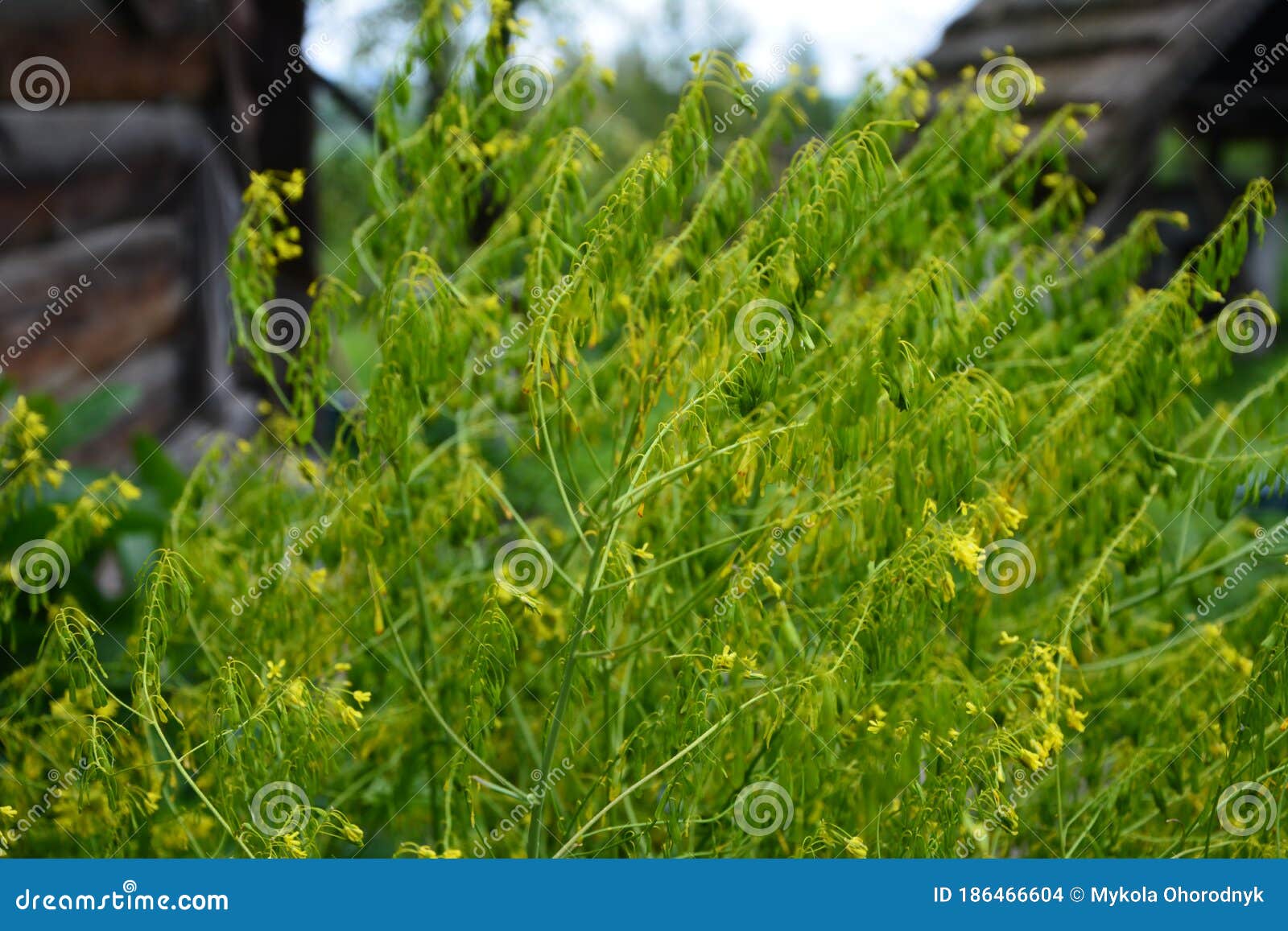 Woad in Flower Isatis Tinctoria Known Also As Dyer`s Woad or Glastum ...