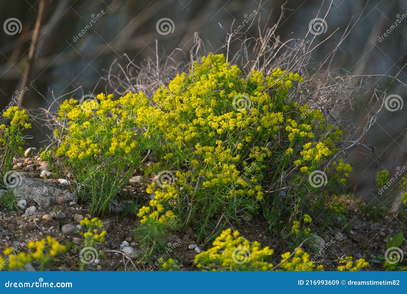 The Woad in Flower Isatis Tinctoria Known Also As Dyer`s Woad or ...