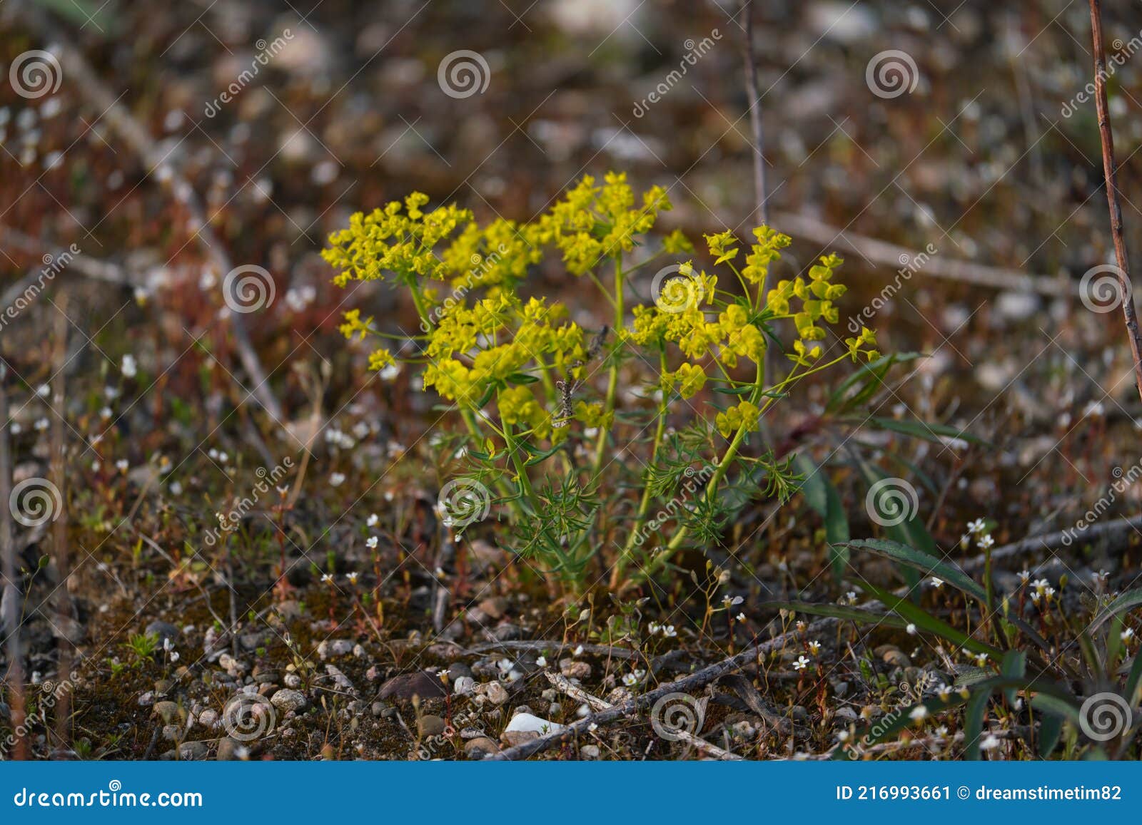 The Woad in Flower Isatis Tinctoria Known Also As Dyer`s Woad or ...