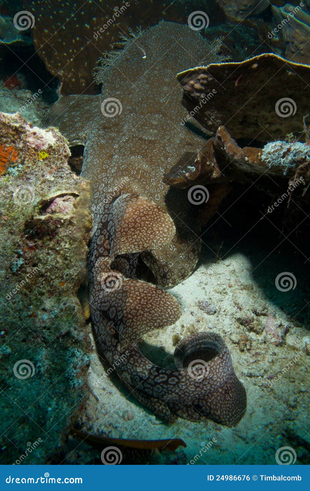 Wobbegong shark stock photo. Image of carpet, ocean, indonesia - 24986676