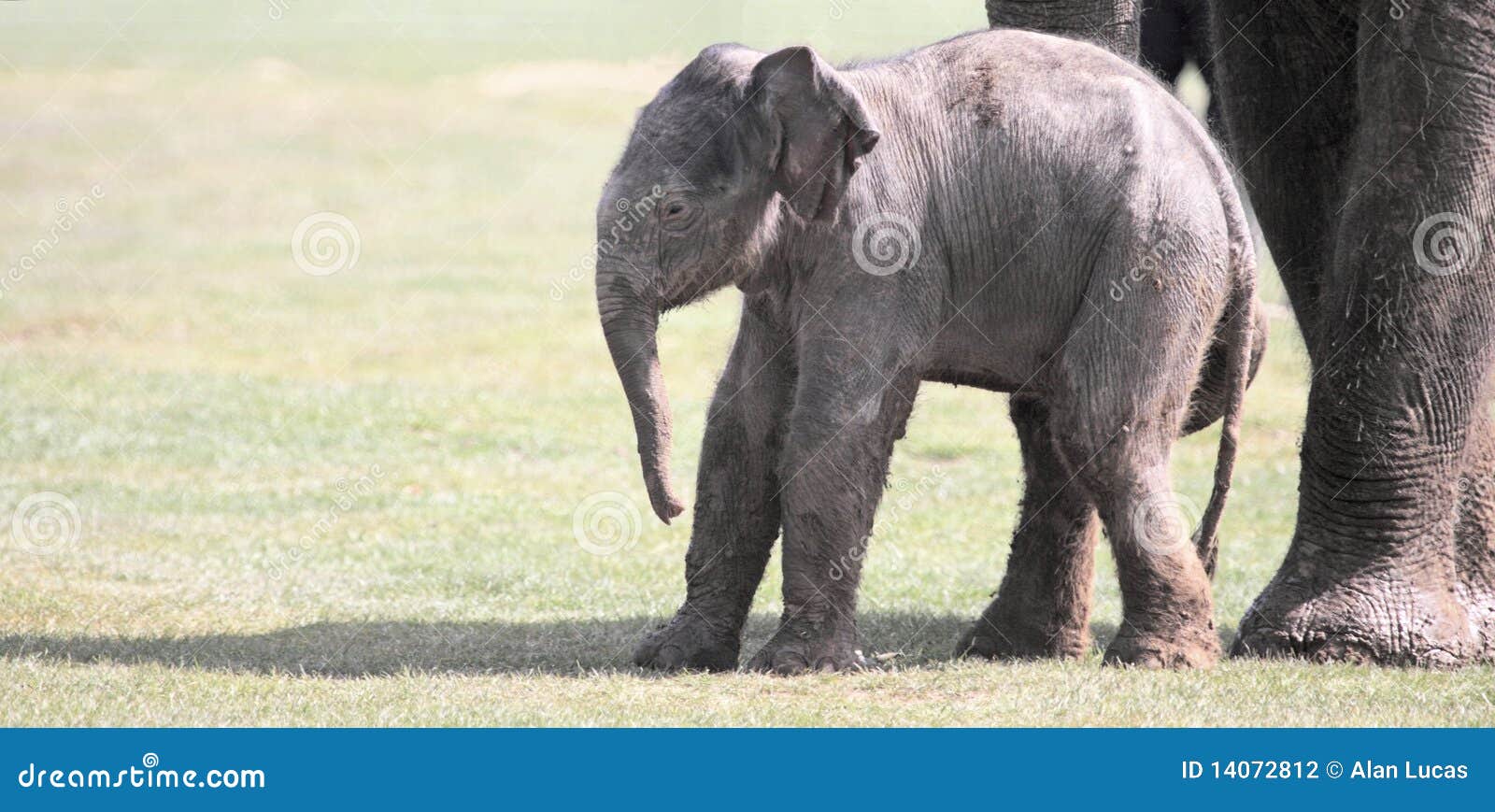 Wobbly Legs stock photo. Image of conservation, trunk - 14072812