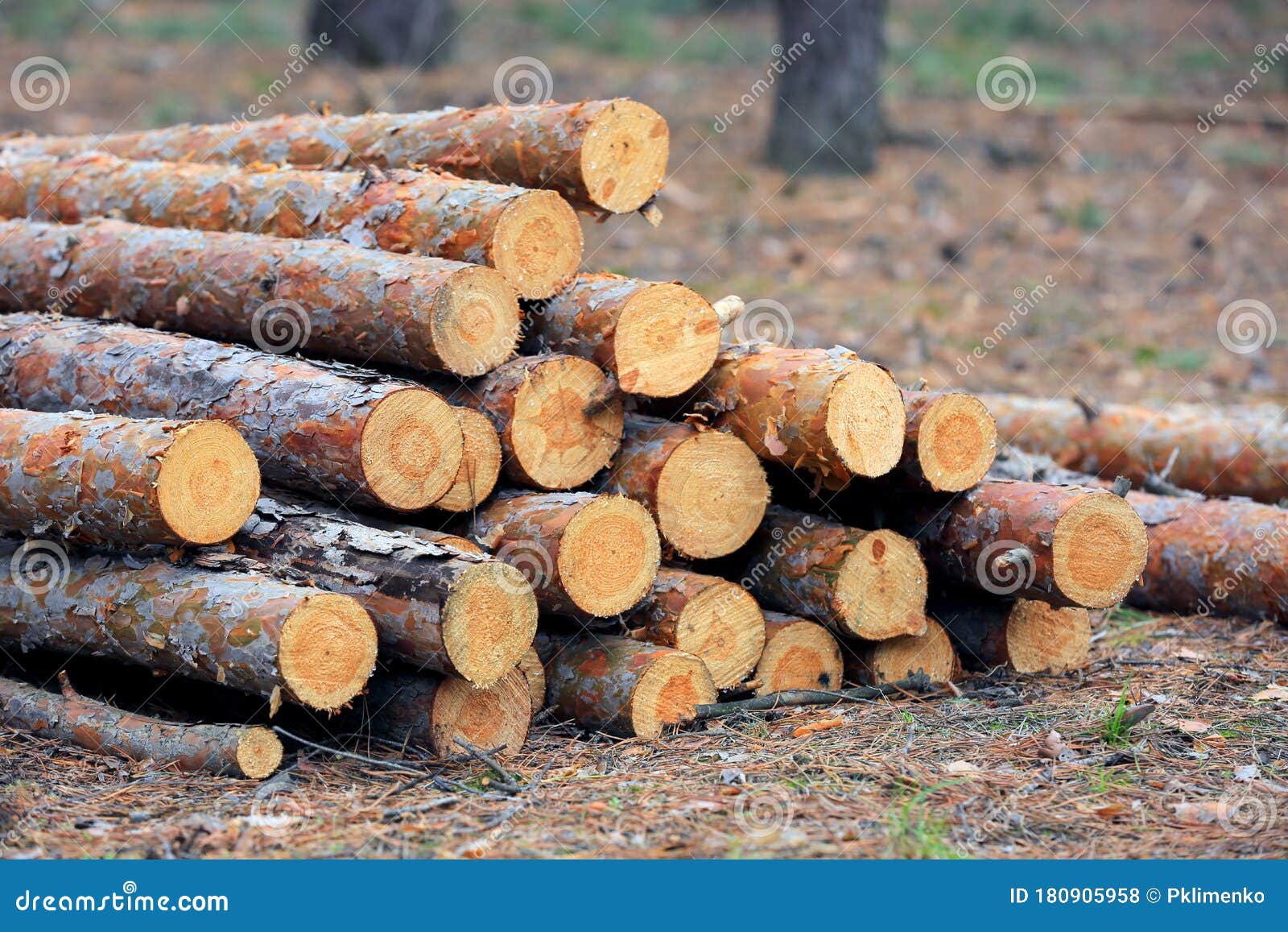 Woden logs in forest stock photo. Image of environment - 180905958