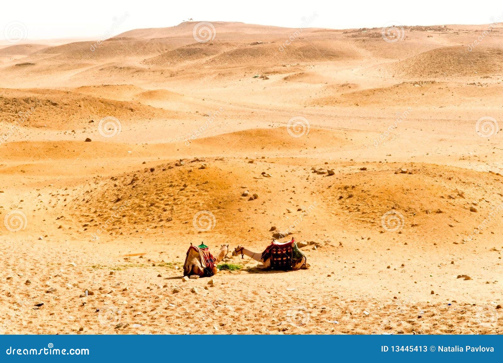 Woestijn en kamelen stock afbeelding. Image of mening - 13445413