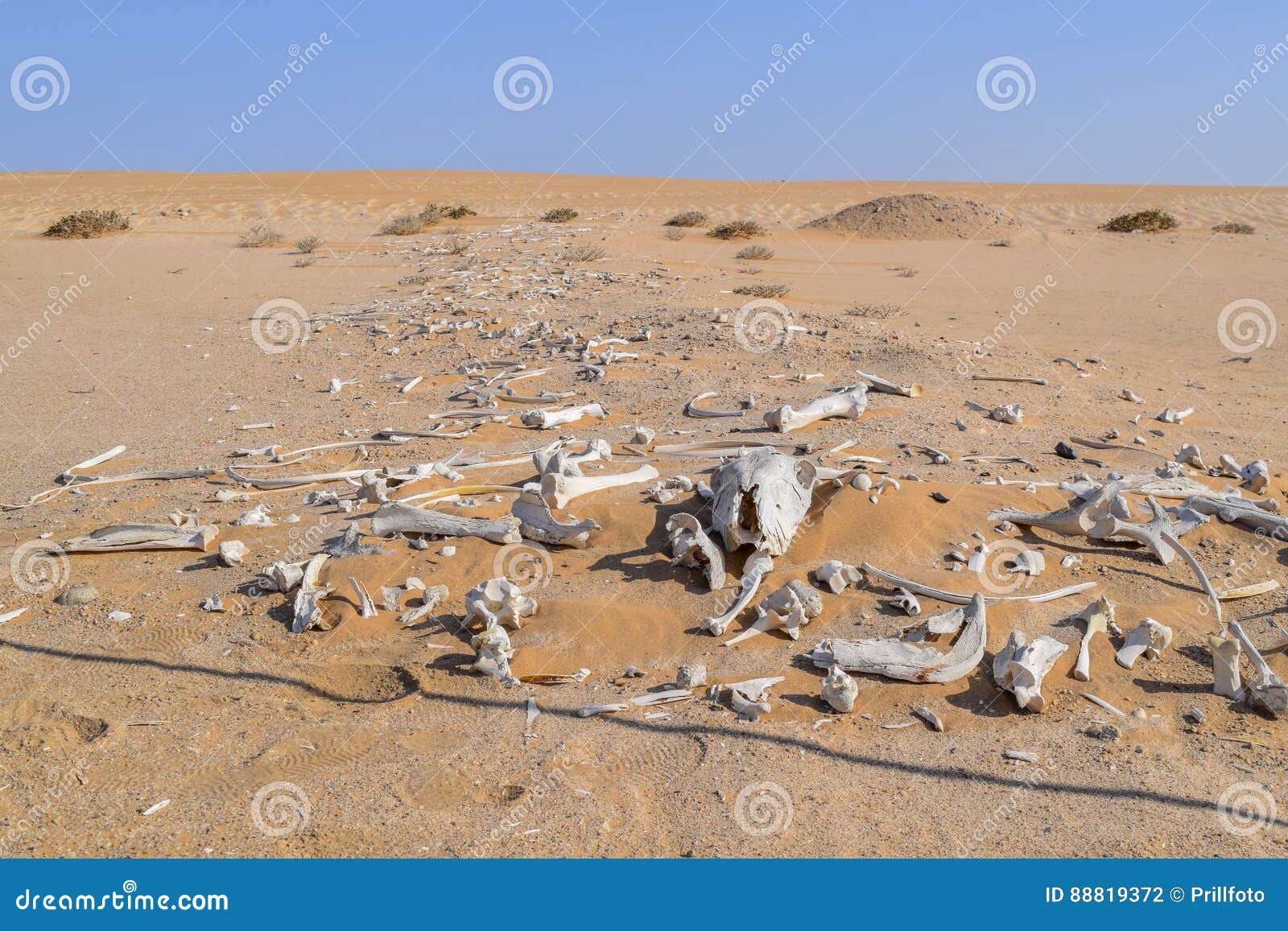 Woestijn Met Dierlijke Beenderen Stock Foto - Image of beenderen ...