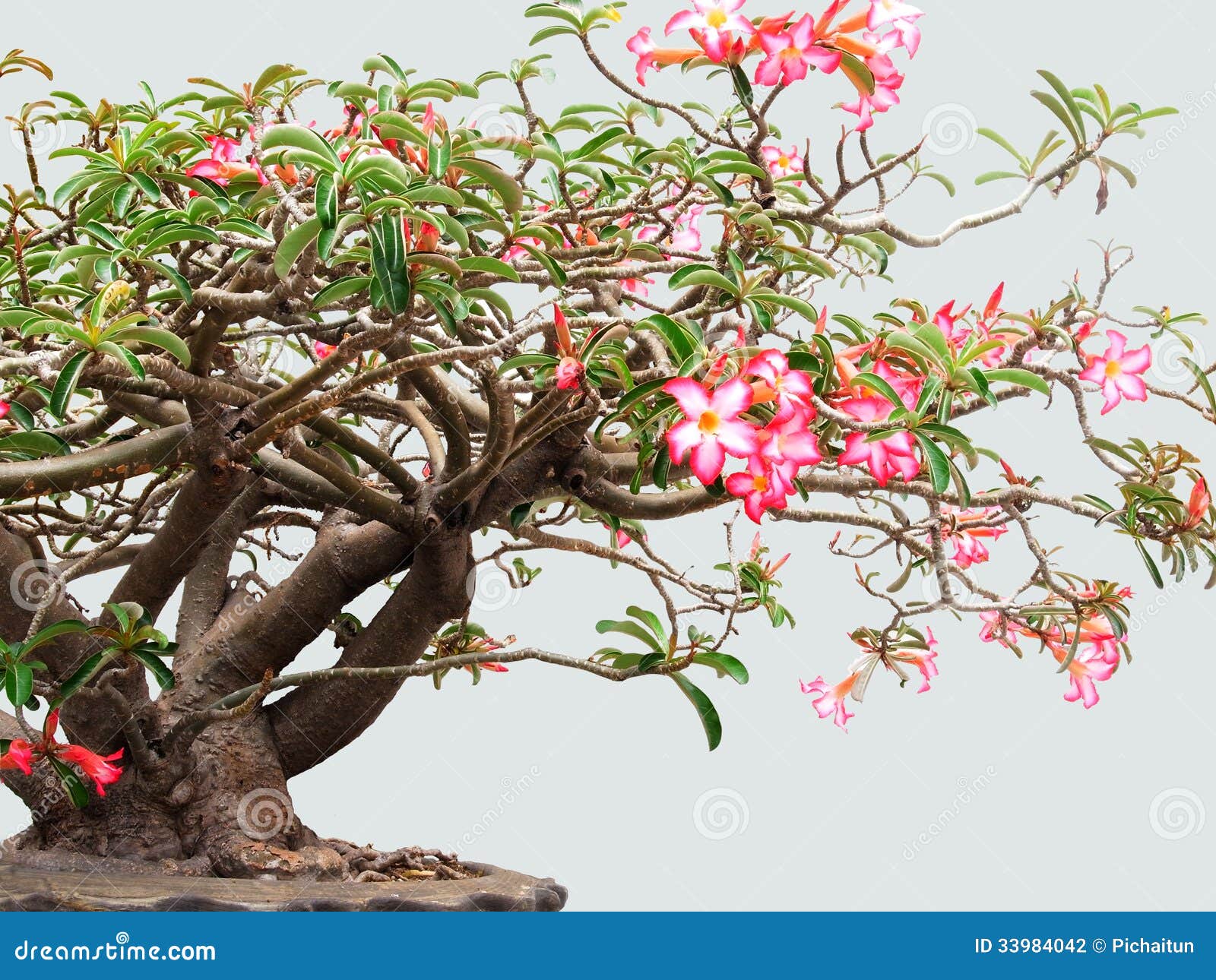 Woestijnrozen stock foto. Image of tuin, sier, kleurrijk - 33984042