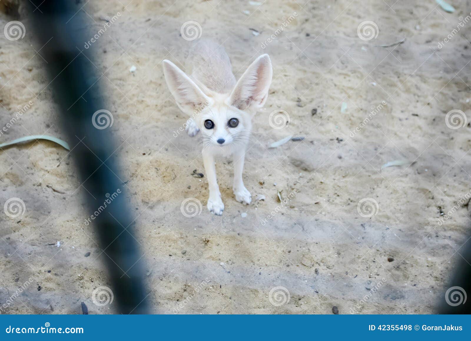 Woestijnvos in Dierentuin stock foto. Image of dier, sluit - 42355498