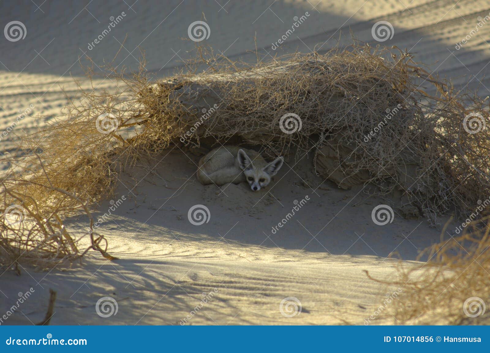 Woestijnvos in Oneffenheid ` Al Khali 2 Stock Foto - Image of landschap ...