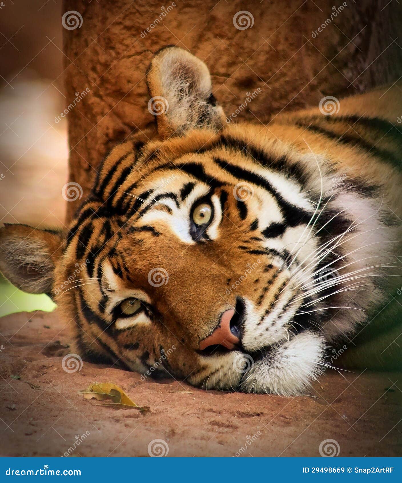 Woken Tiger Killer Look stock image. Image of upset, tiger - 29498669
